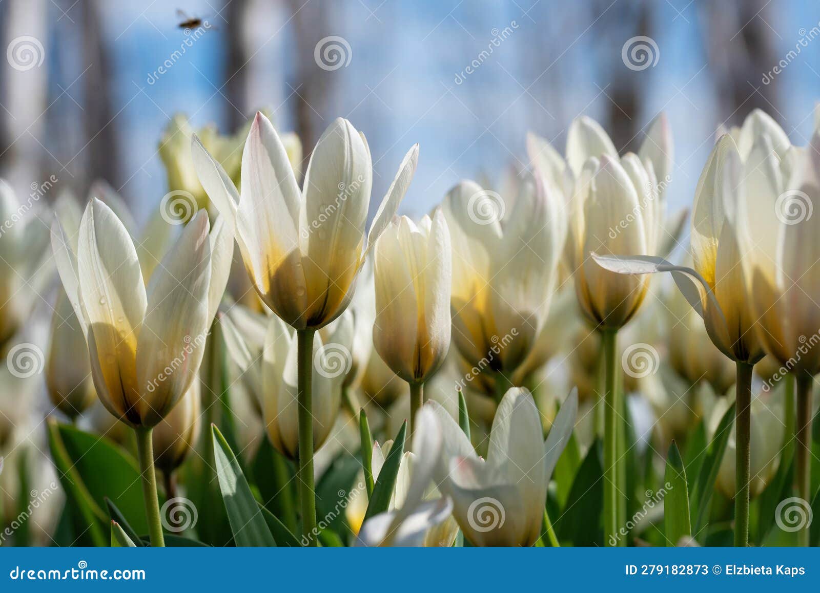 Spring White Tulip Flowers in the Garden Stock Image - Image of large ...