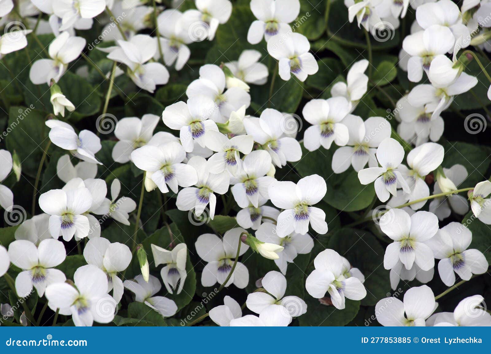White Violets Bloom on the Flower Bed Stock Image - Image of background ...