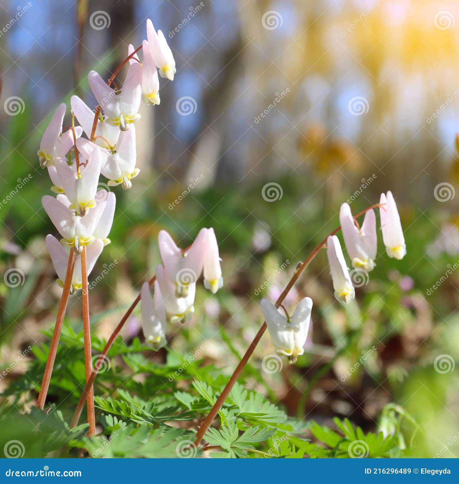 Spring White Wildflowers in the Forest. Forest Landscape with Sunbeams ...