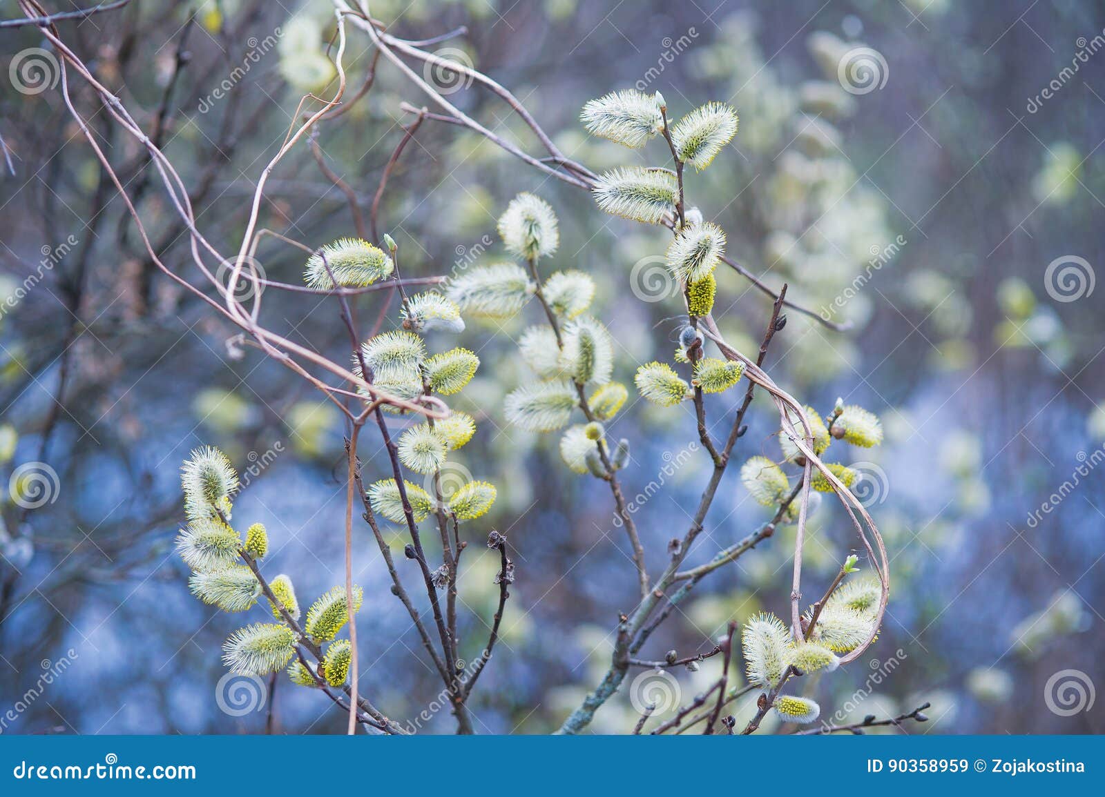 Spring White Willow Tree in Bloom Stock Image - Image of floral, soft ...