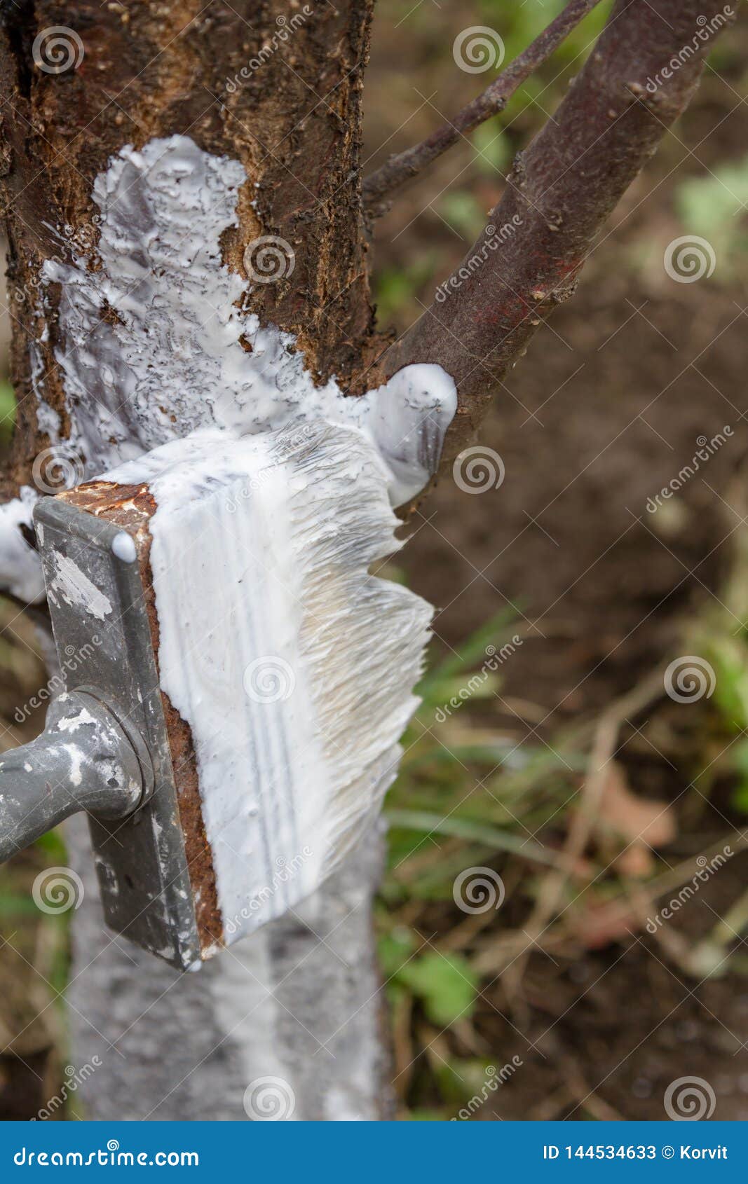 Spring Whitewashing of Trees Stock Image - Image of care, green: 144534633