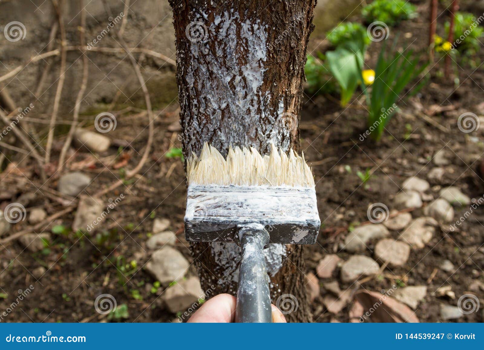 Spring Whitewashing of Trees Stock Image - Image of protective, lime ...