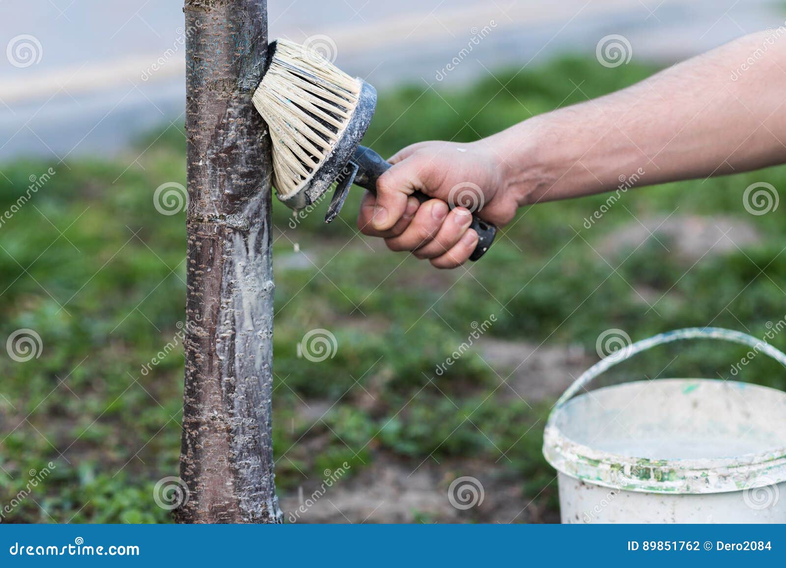 Spring Whitewashing of Trees. Protection from Sun and Pests. Ukraine ...