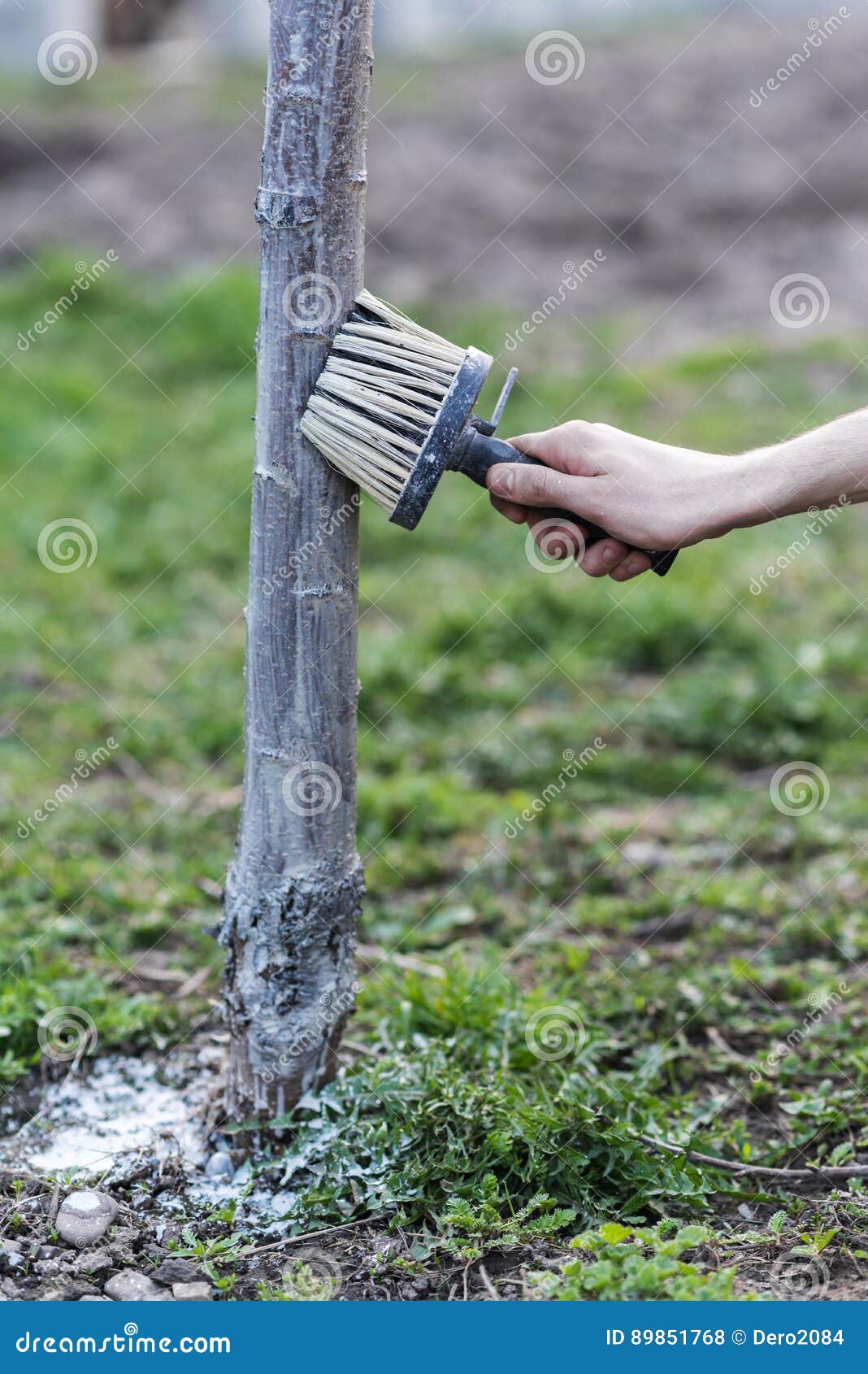 Spring Whitewashing of Trees. Protection from Sun and Pests. Ukraine ...