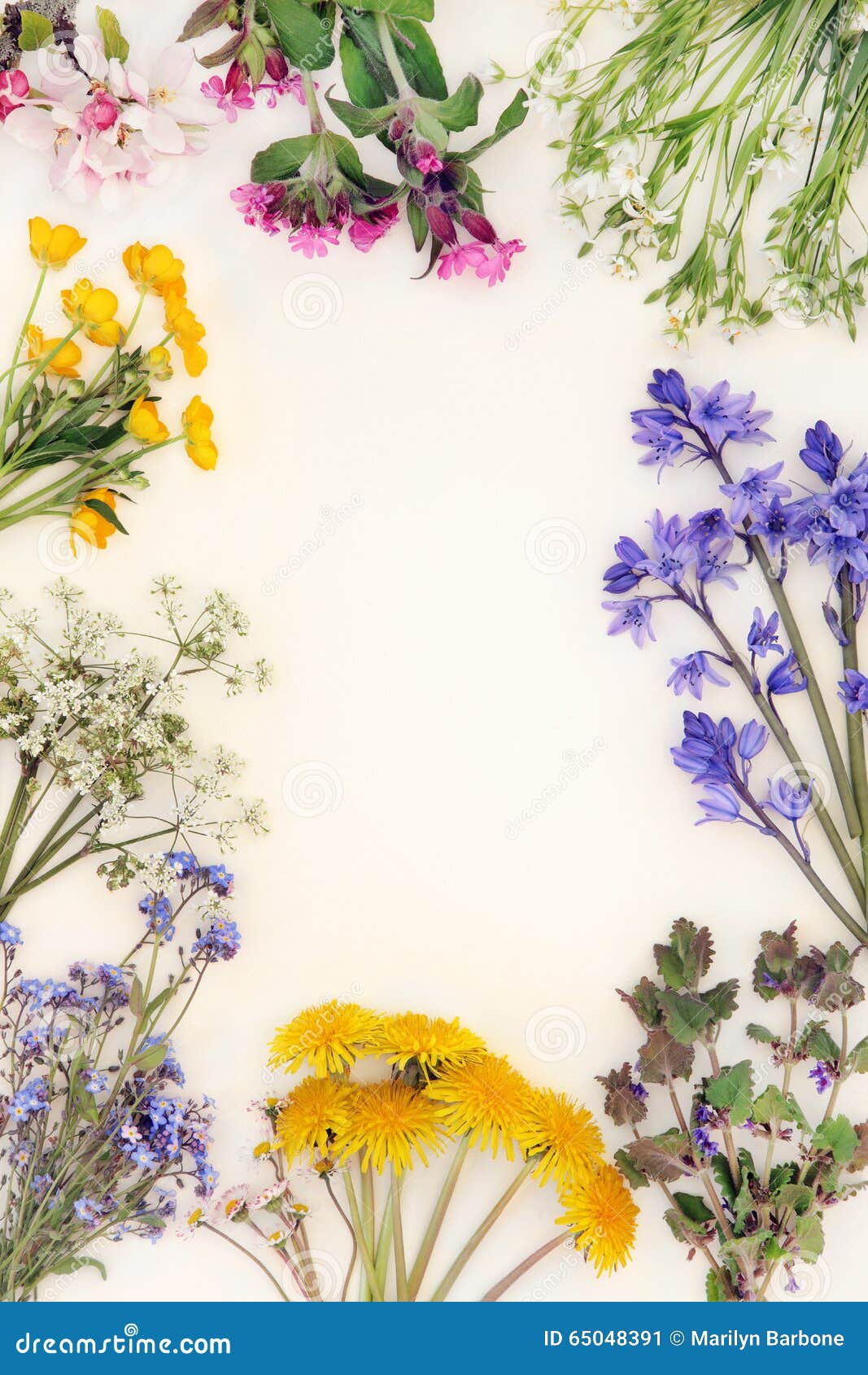 Spring Wild Flower Border stock image. Image of plant - 65048391