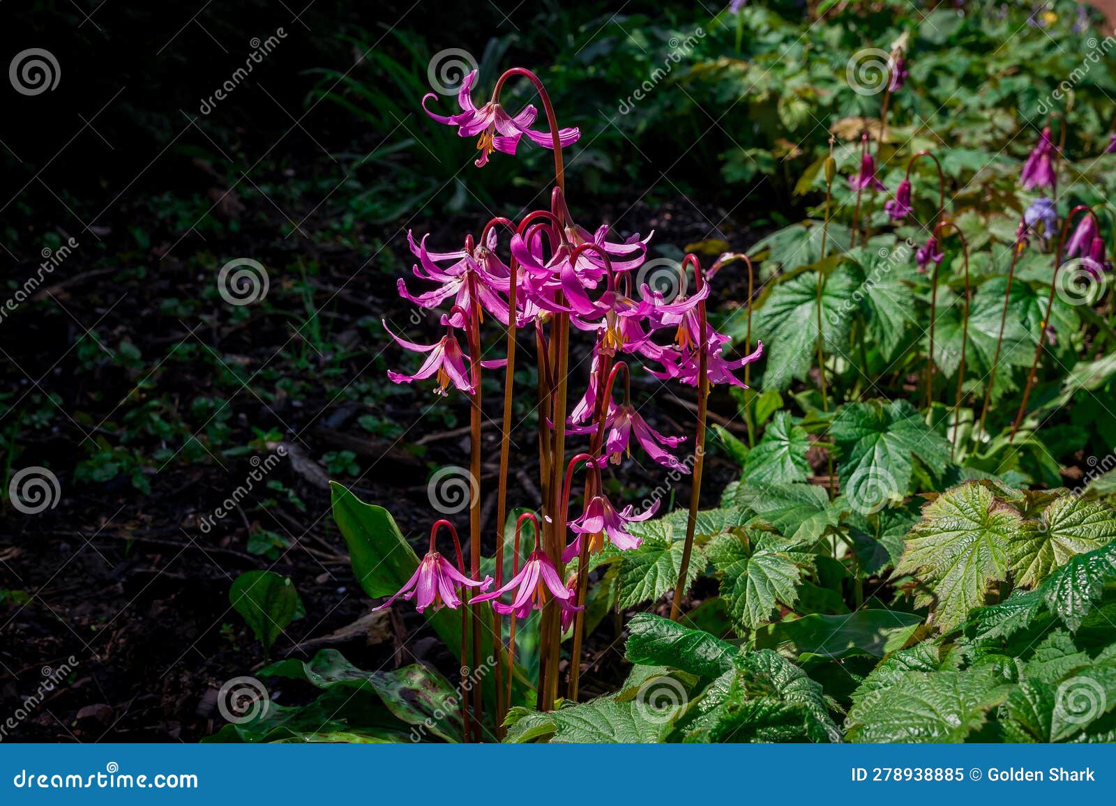 Spring Wild Flower Erythronium Close-up Stock Image - Image of purple ...