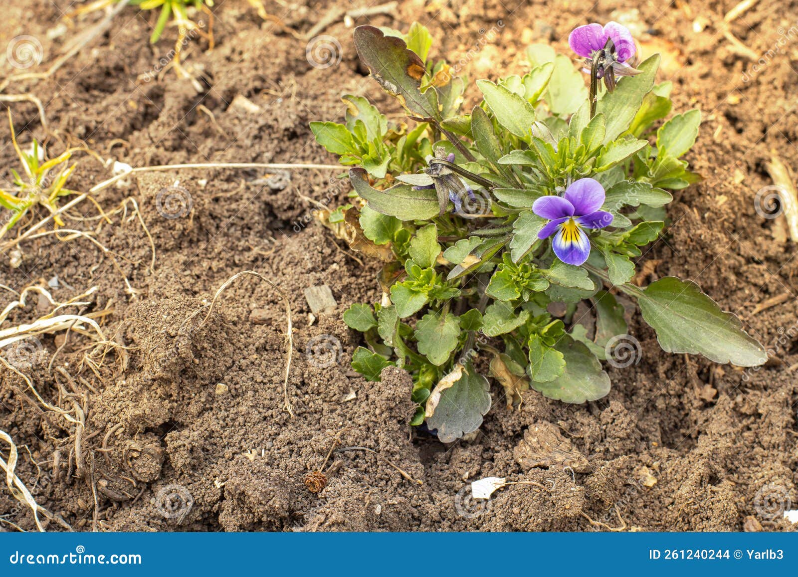 Spring Wild Flower on the Ground in the Garden Stock Photo - Image of ...