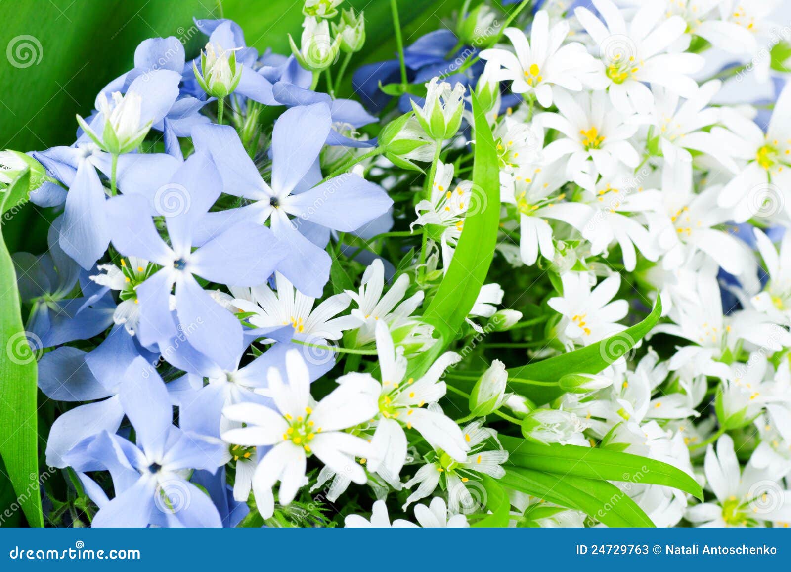 Spring wild flowers stock image. Image of color, horizontal - 24729763