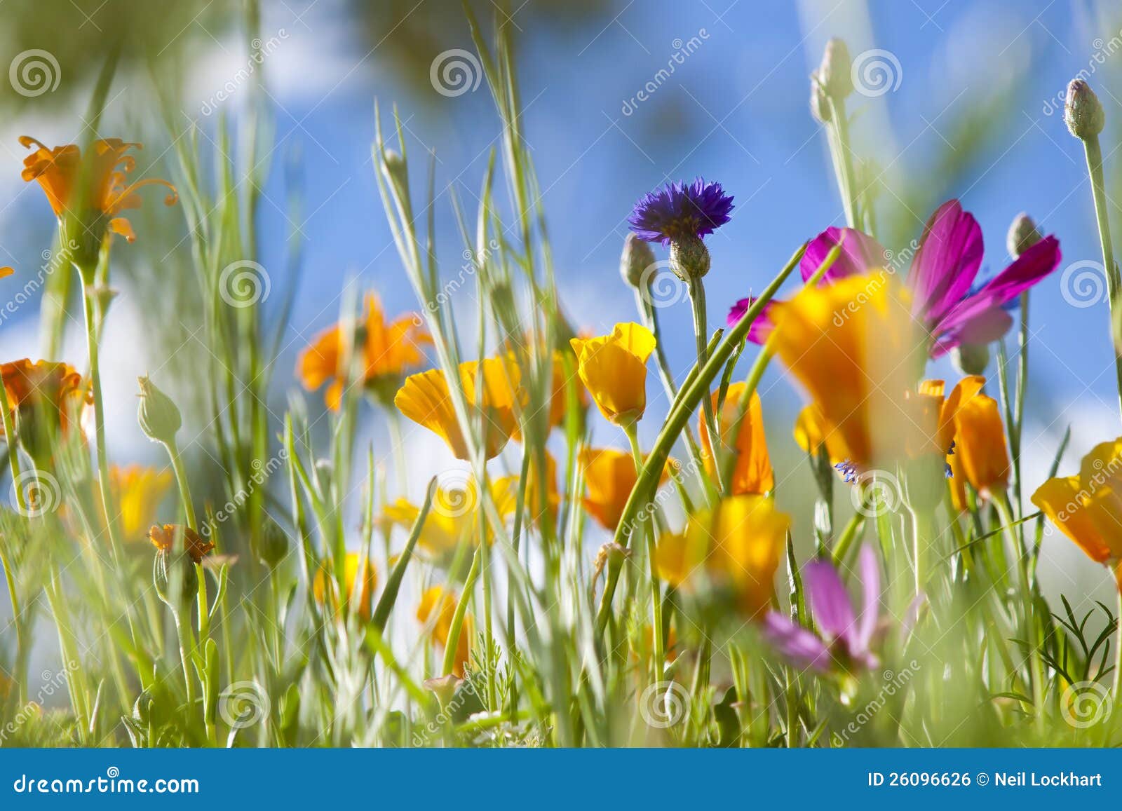 Spring Wild Flowers stock photo. Image of purple, natural - 26096626