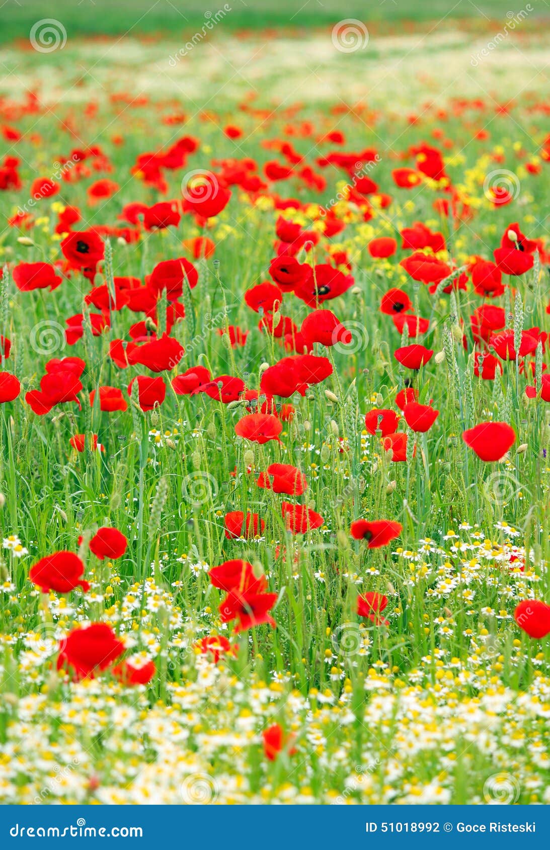 Spring wild flowers field stock photo. Image of landscape - 51018992