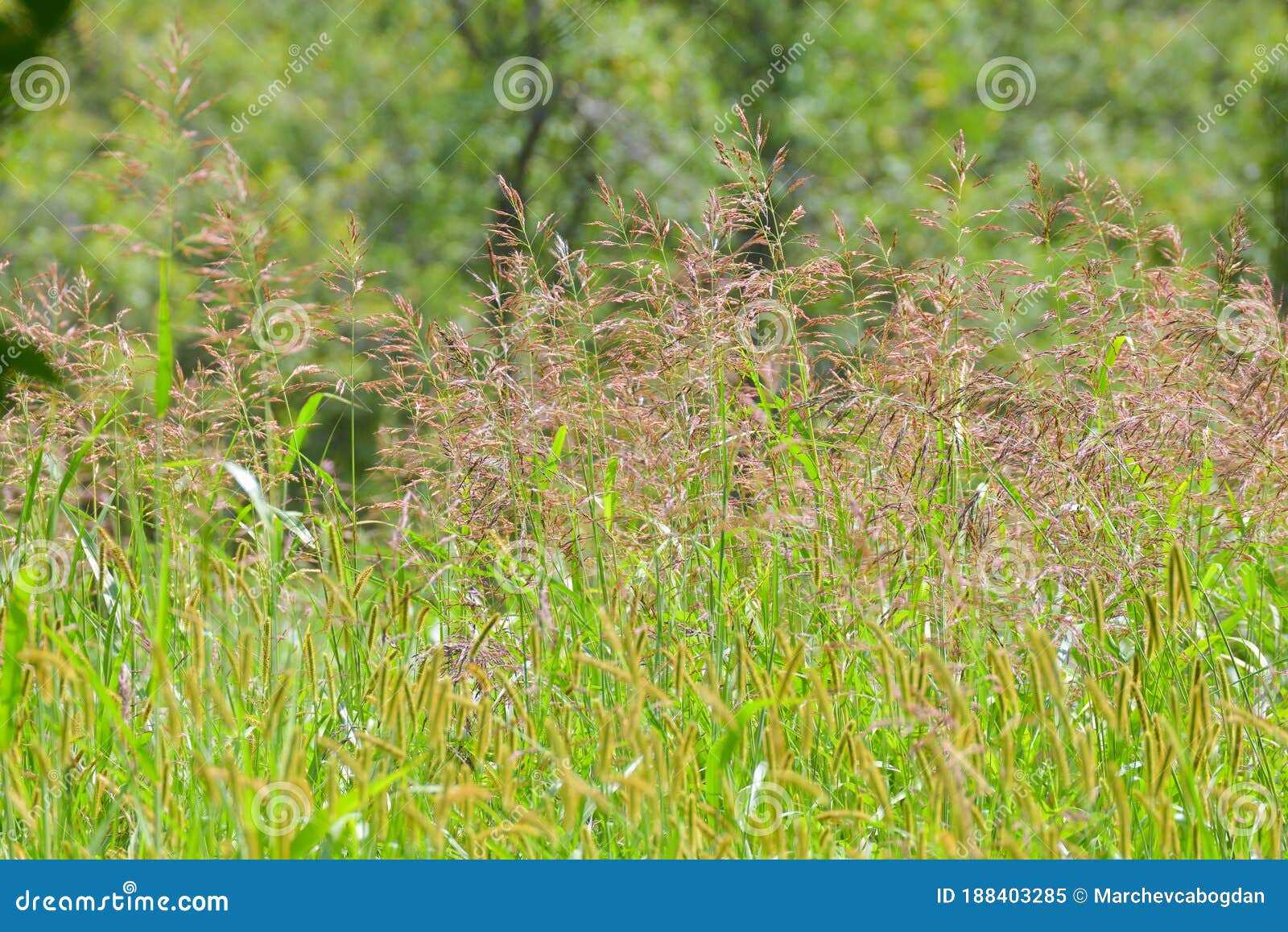 Spring wild flowers stock image. Image of rural, flower - 188403285