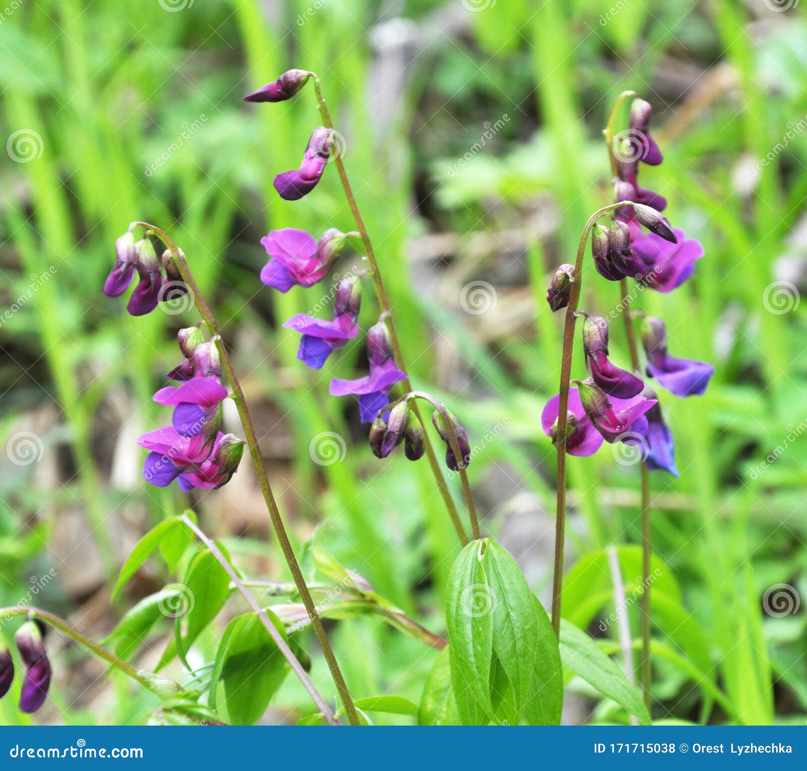 Lathyrus Vernus Blooms in Spring in the Forest Stock Photo - Image of ...