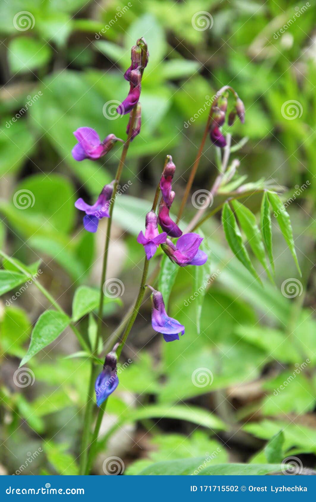 Lathyrus Vernus Blooms in Spring in the Forest Stock Photo - Image of ...