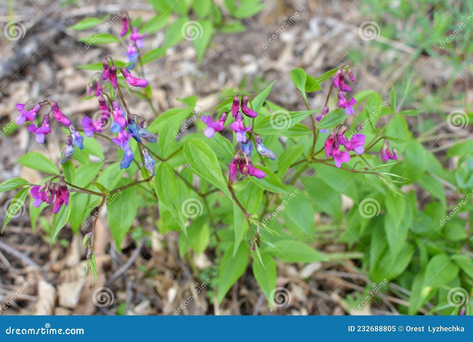 Lathyrus Vernus Blooms in Spring in the Forest Stock Image - Image of ...