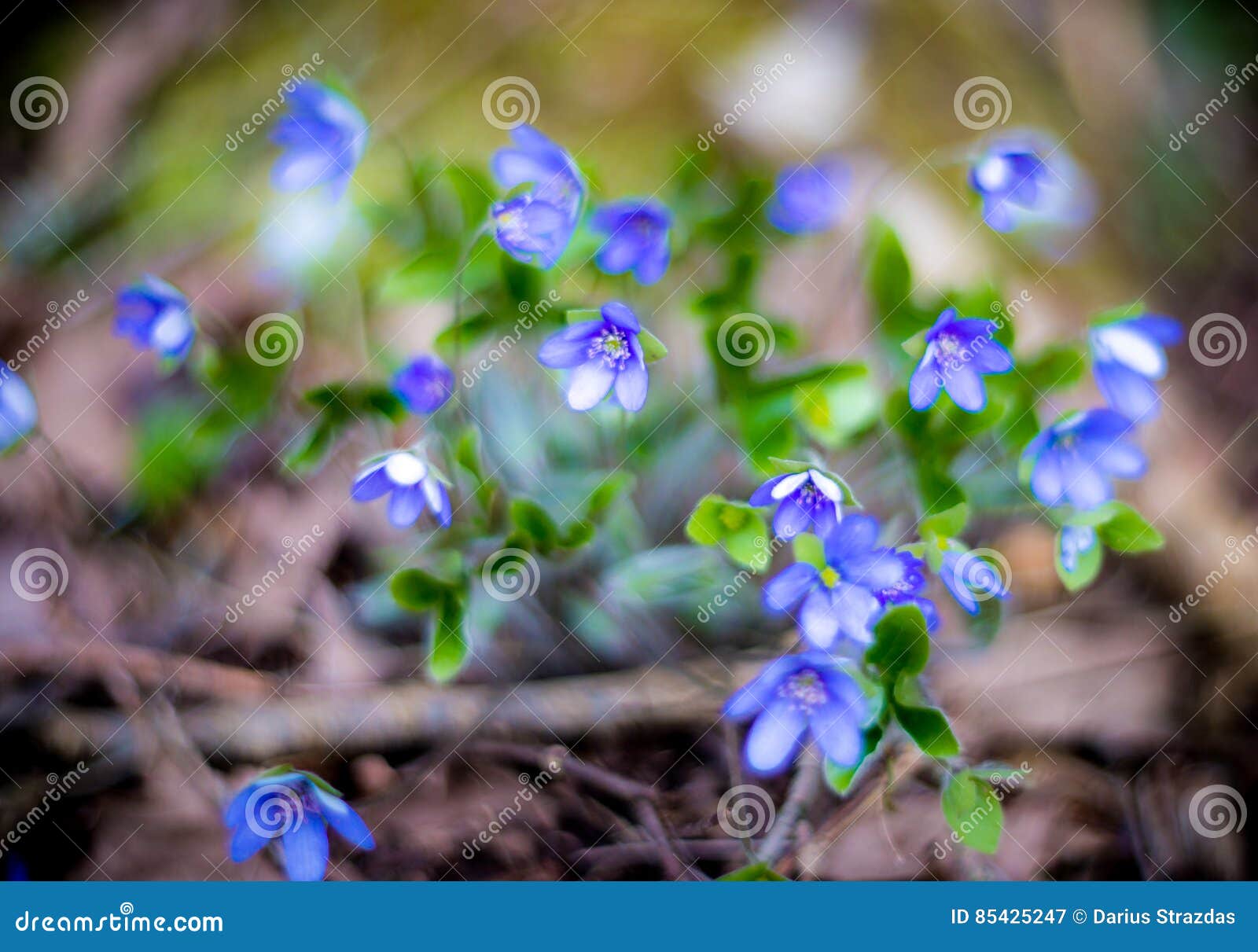 Spring Wild Forest with Flowers Violet Stock Image - Image of leaf ...