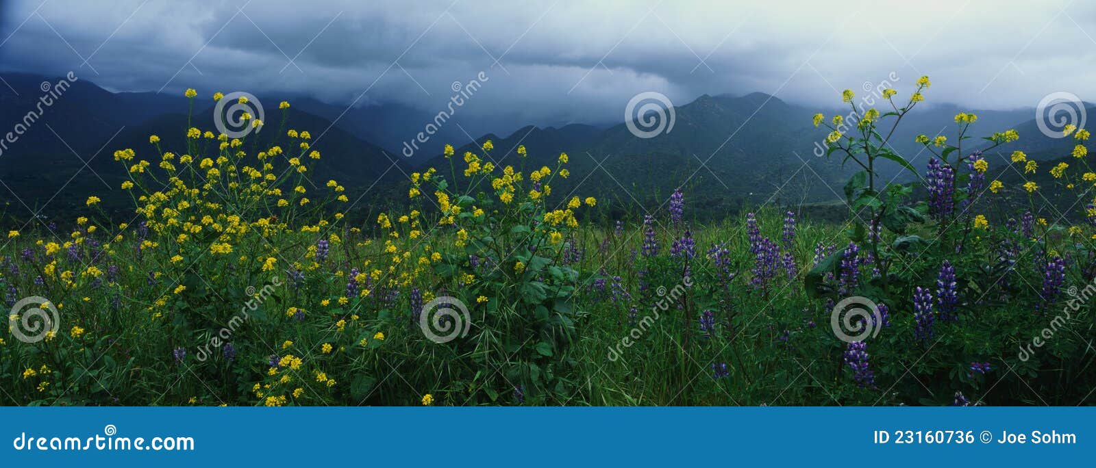 Spring wildflowers stock photo. Image of rural, horizontal - 23160736