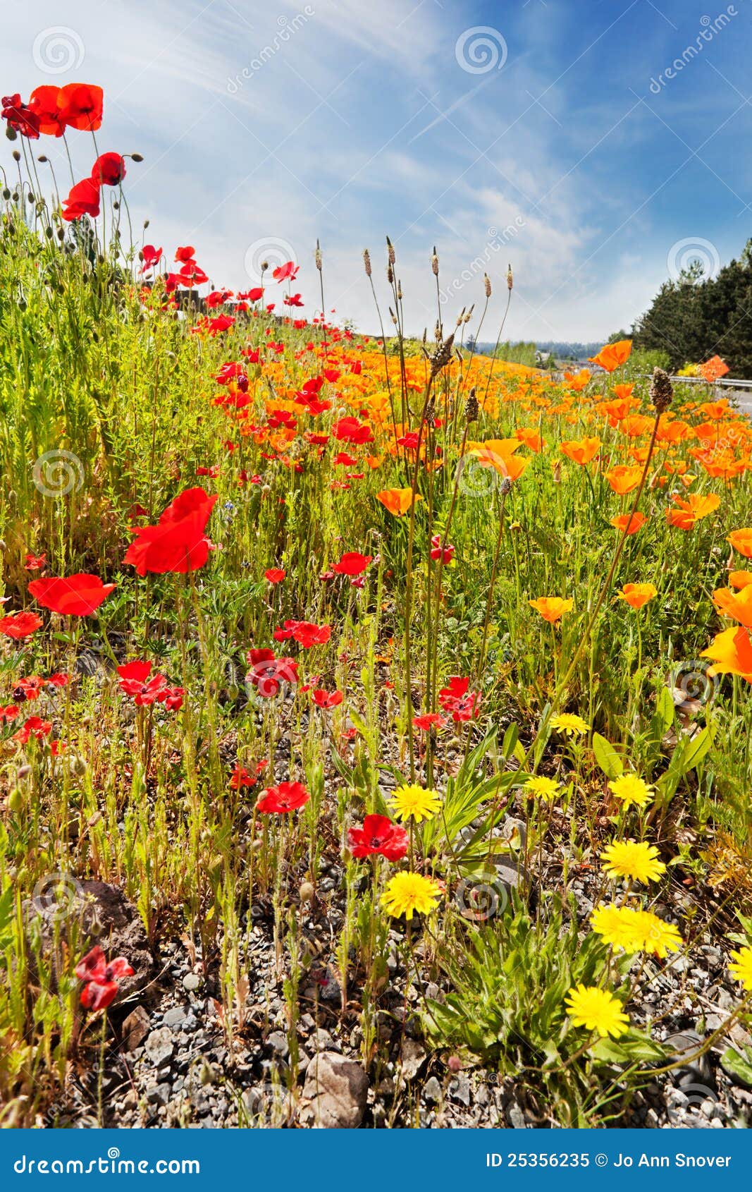 Spring wildflowers stock image. Image of outdoors, field - 25356235