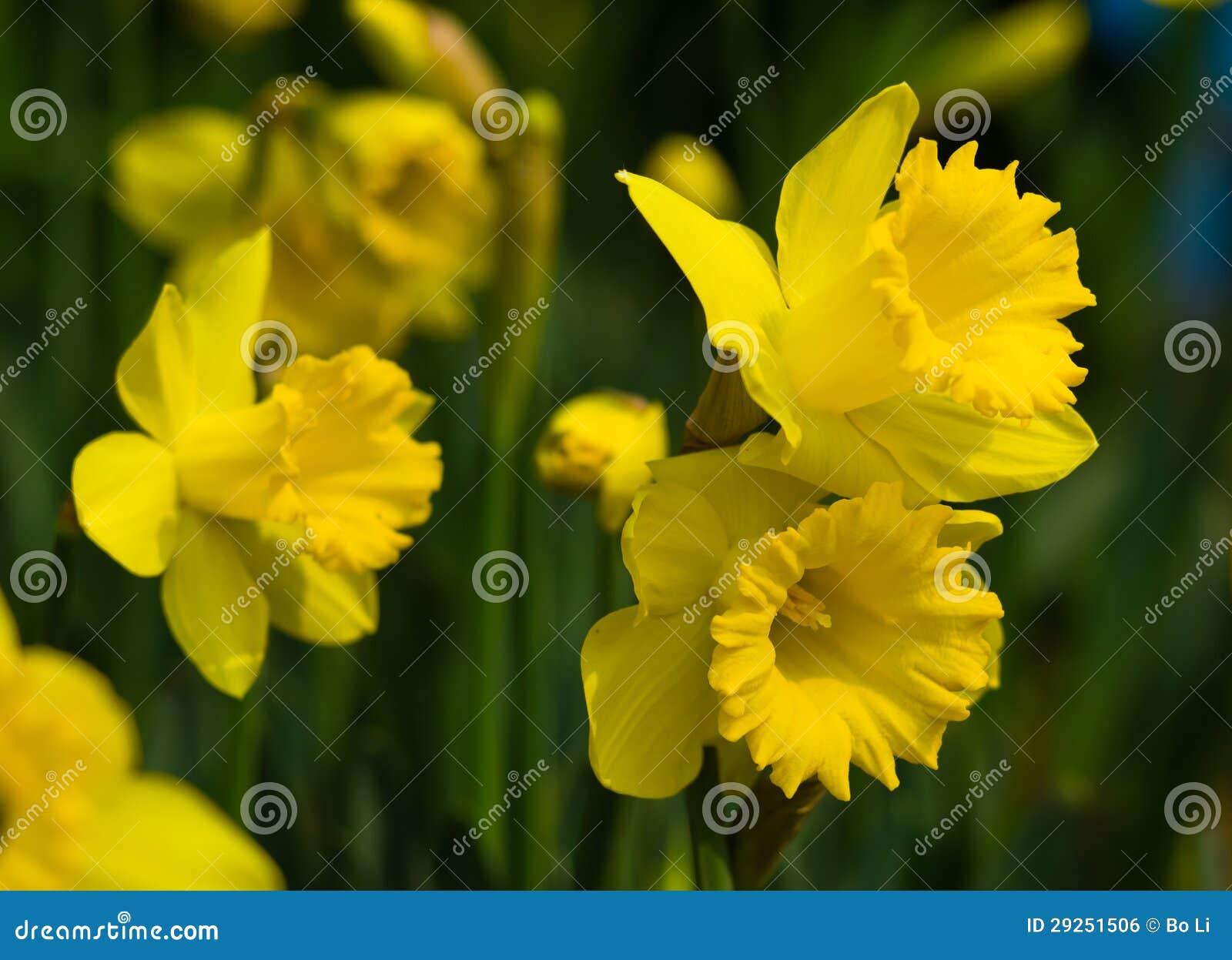 Spring wildflowers stock photo. Image of flora, springtime - 29251506