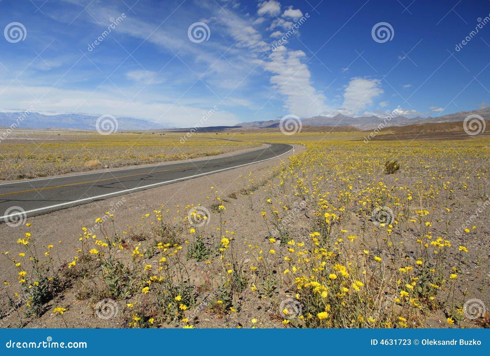 Spring Wildflowers in Death Valley Stock Image - Image of desert ...