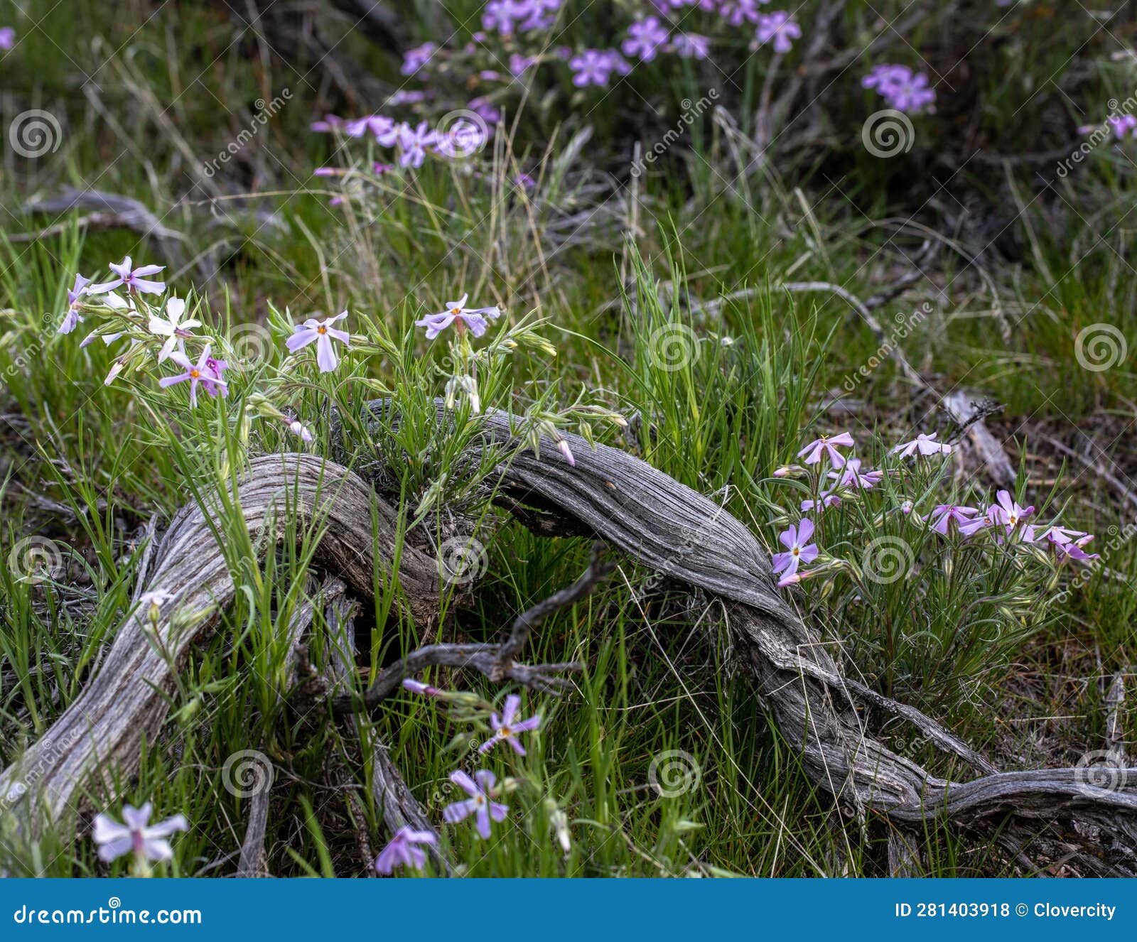 Spring Wildflowers in the Eastern WA Desert Stock Photo - Image of ...