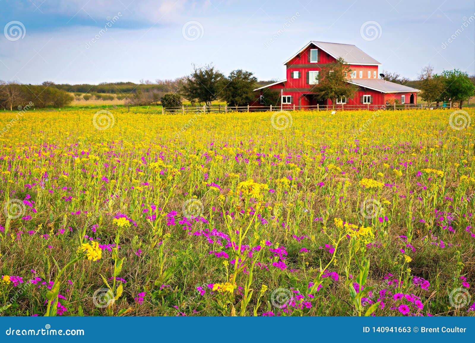 Spring Wildflowers in Texas Hill Country Stock Image - Image of plant ...