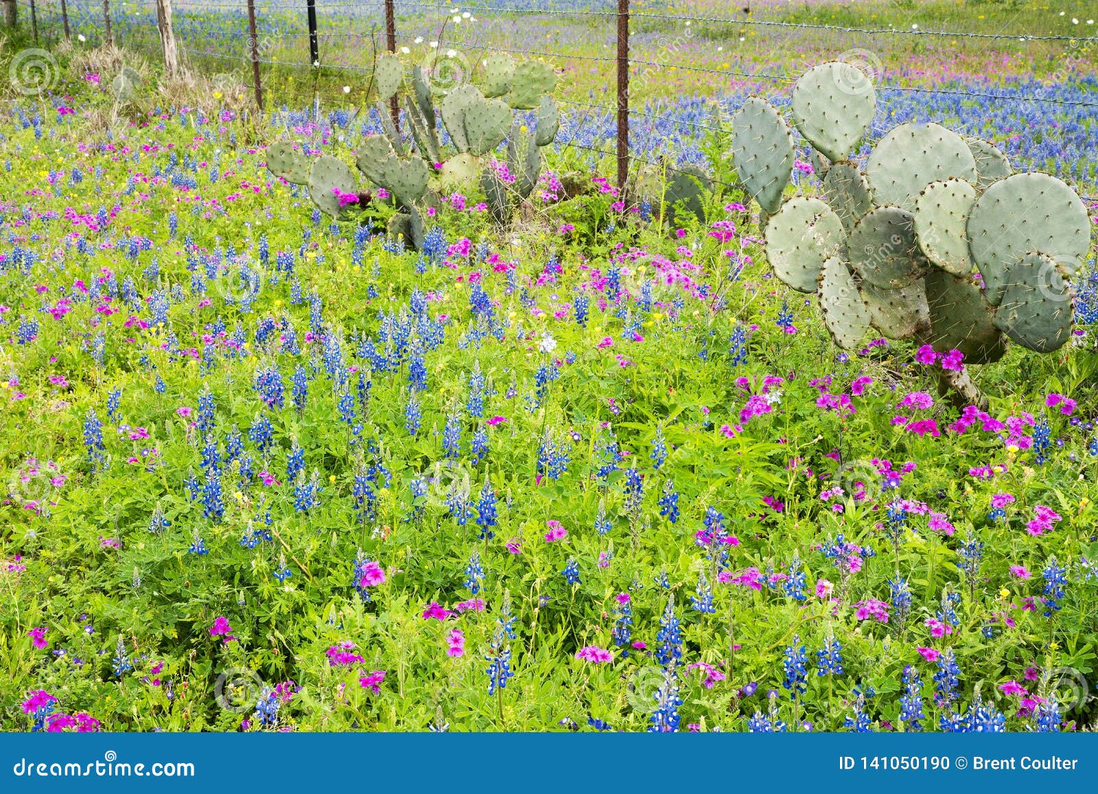 Spring Wildflowers in Texas Hill Country Stock Photo - Image of natural ...
