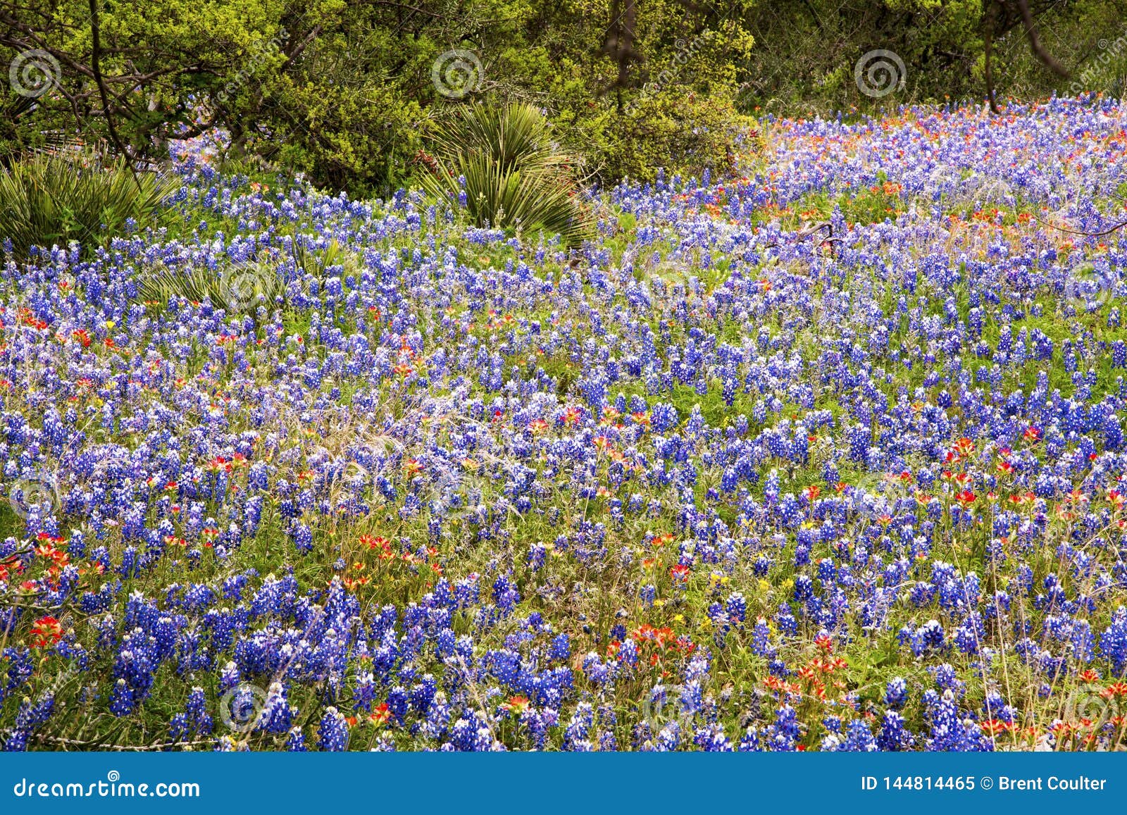 Spring Wildflowers in Texas Hill Country Stock Image - Image of branch ...