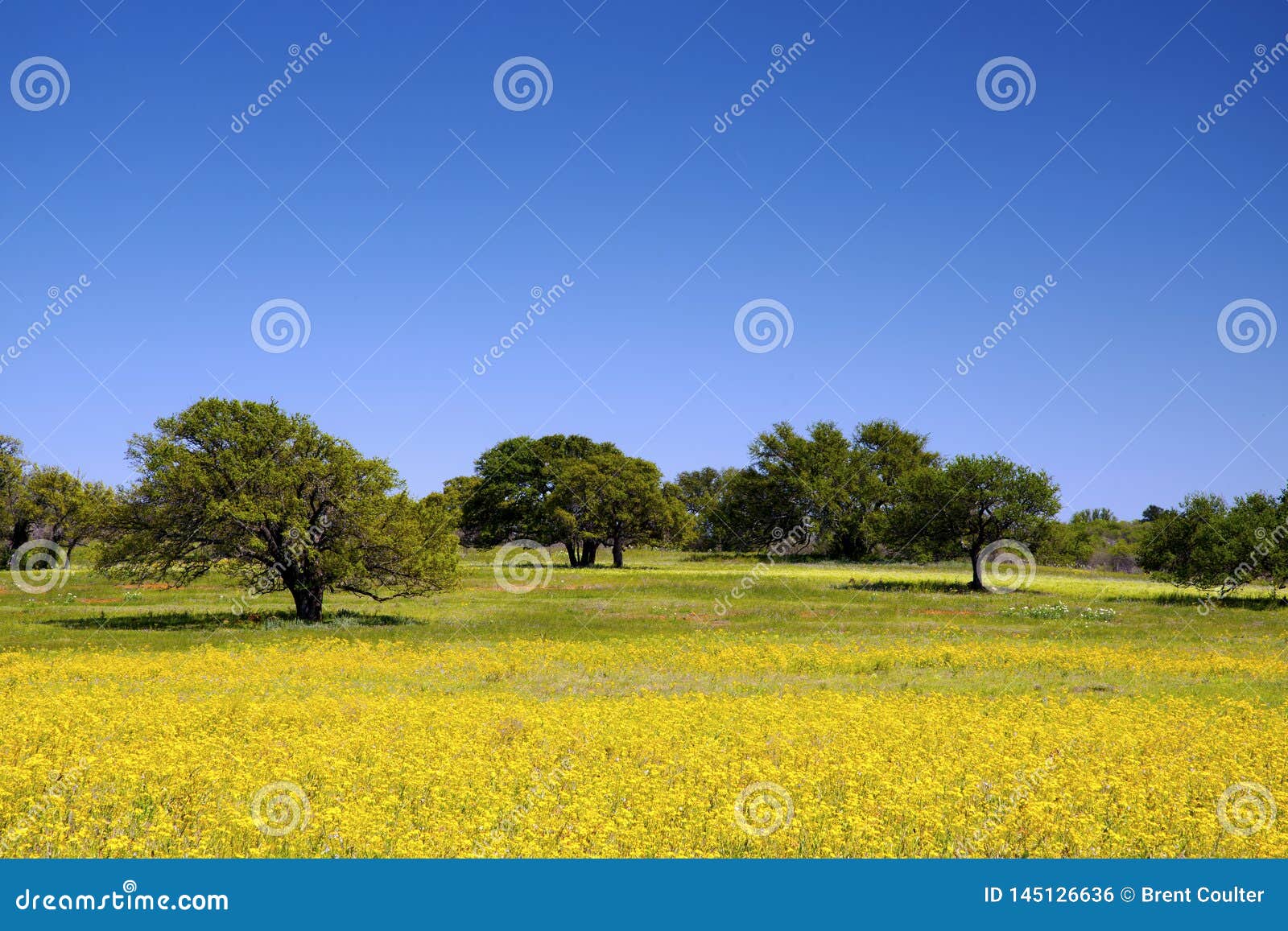 Spring Wildflowers in Texas Hill Country Stock Photo - Image of bloom ...