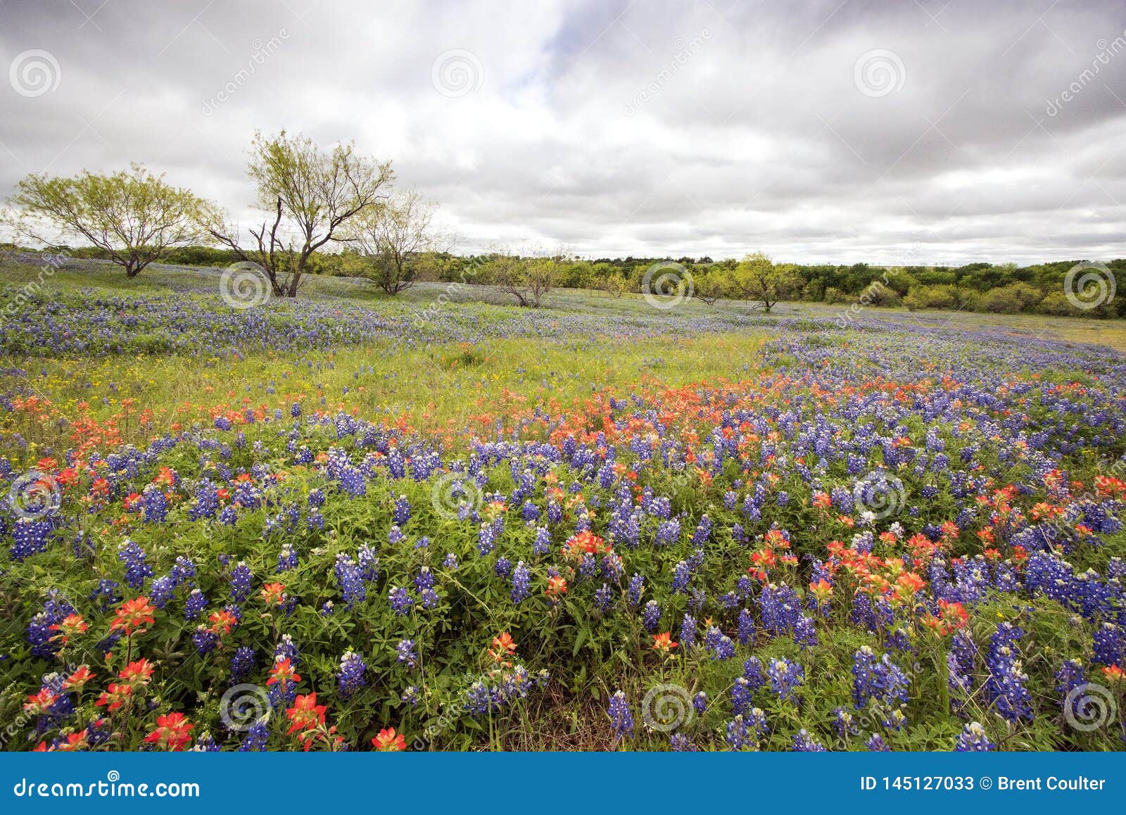 Spring Wildflowers in Texas Hill Country Stock Image - Image of meadow ...