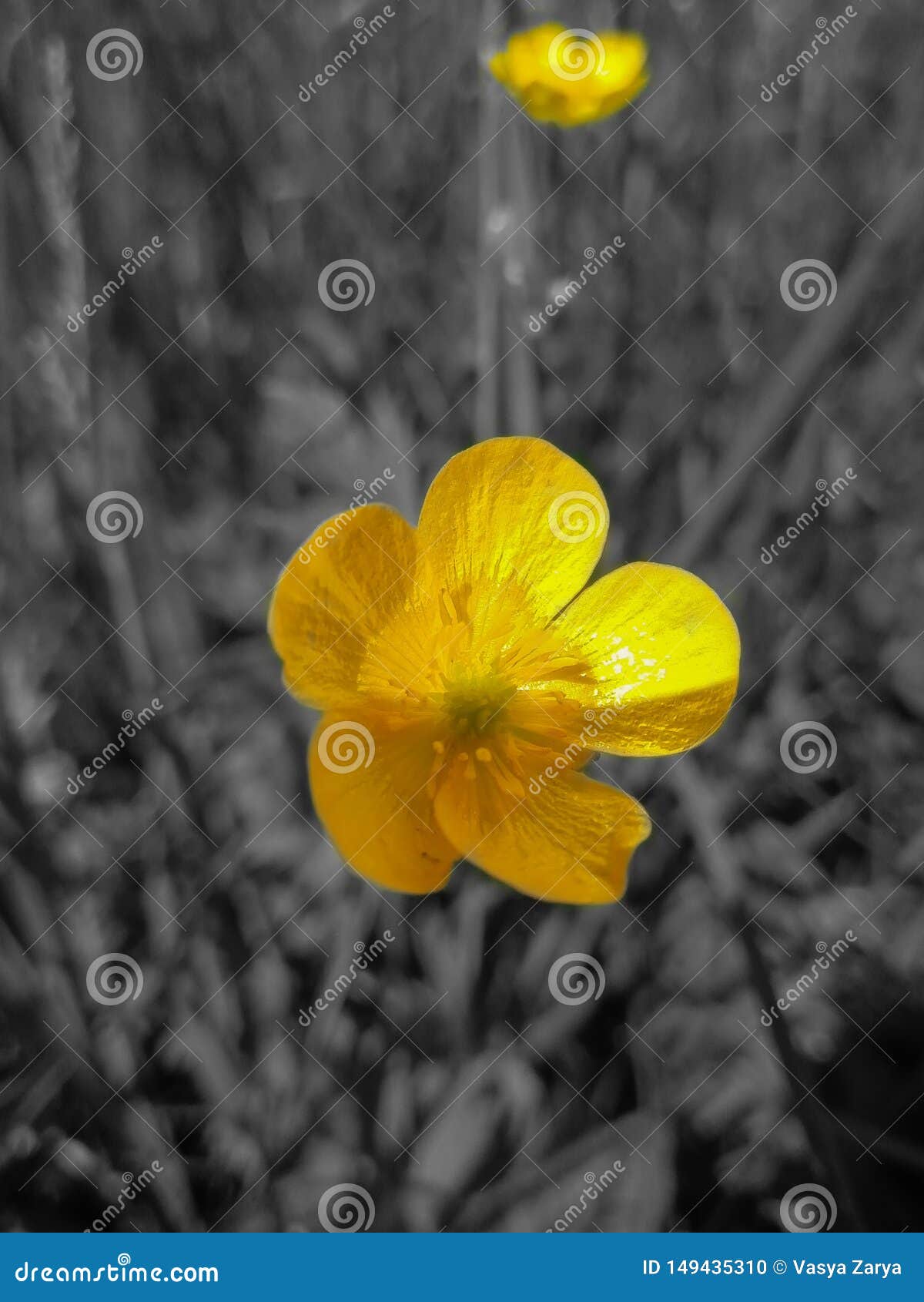 Spring Wildflowers stock photo. Image of line, belarus - 149435310