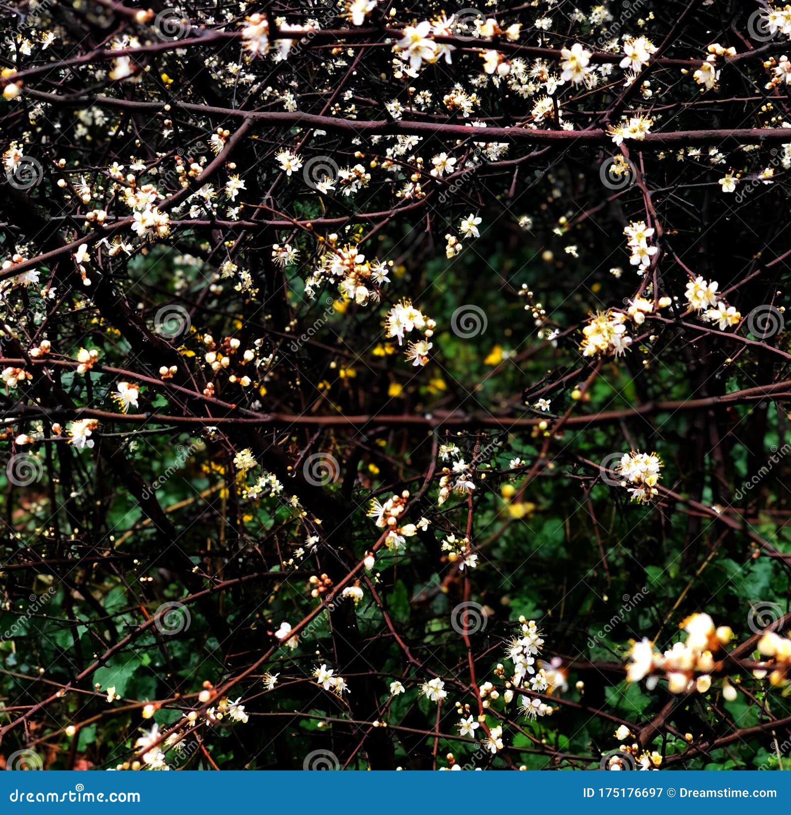 Spring will come stock image. Image of frisk, trough - 175176697