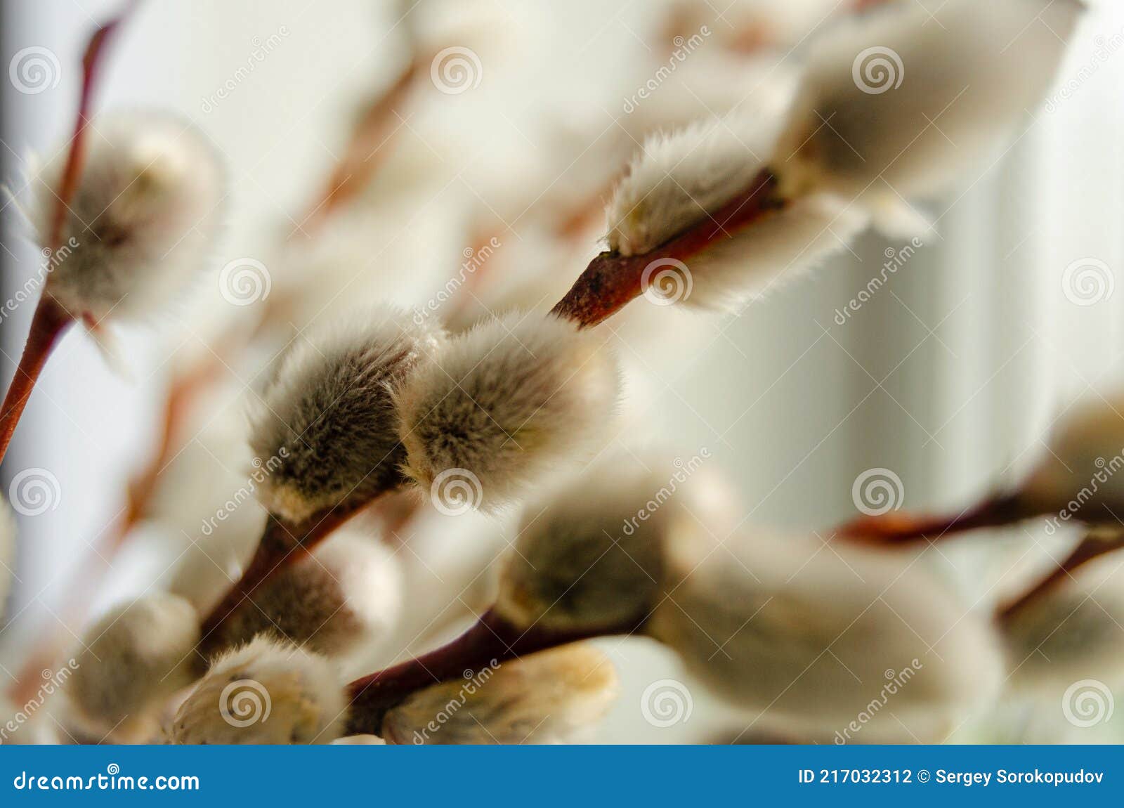 The spring willow stock photo. Image of flower, arthropod - 217032312