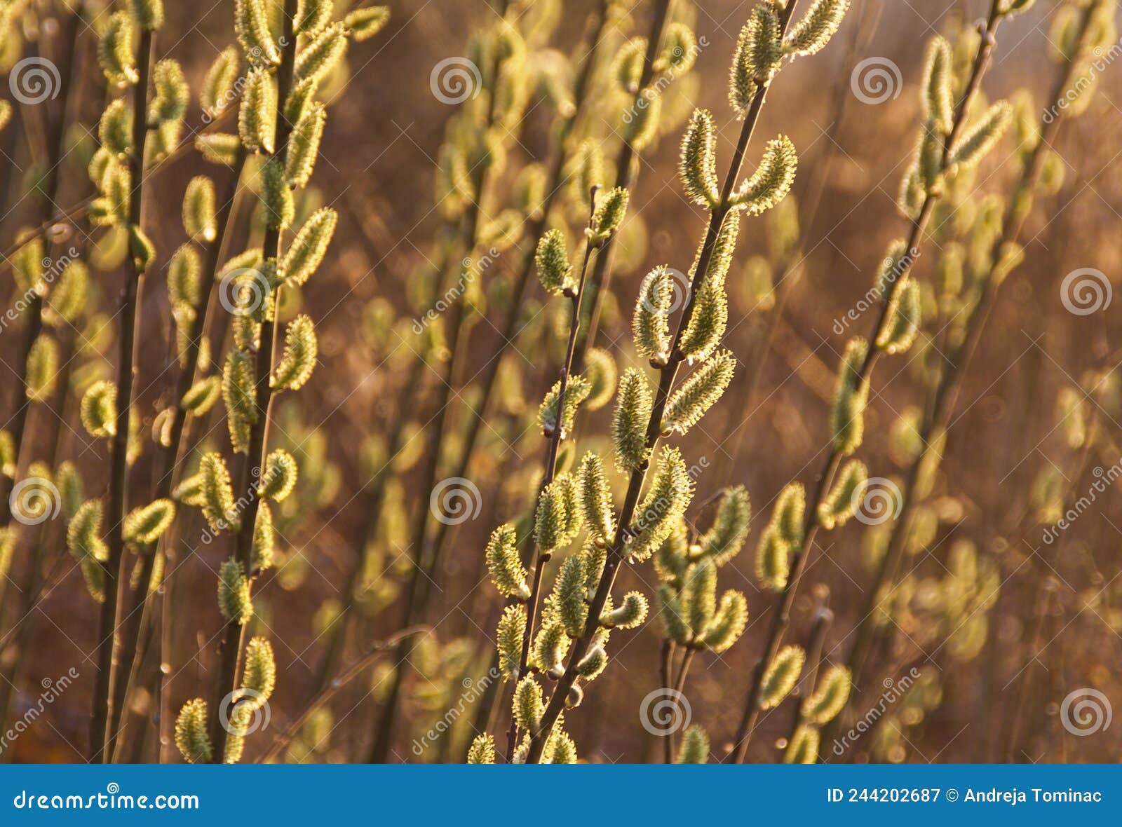 Spring Willow Background stock image. Image of spring - 244202687