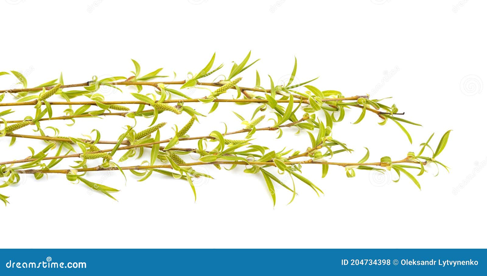 Spring willow branch stock photo. Image of light, horizontal - 204734398