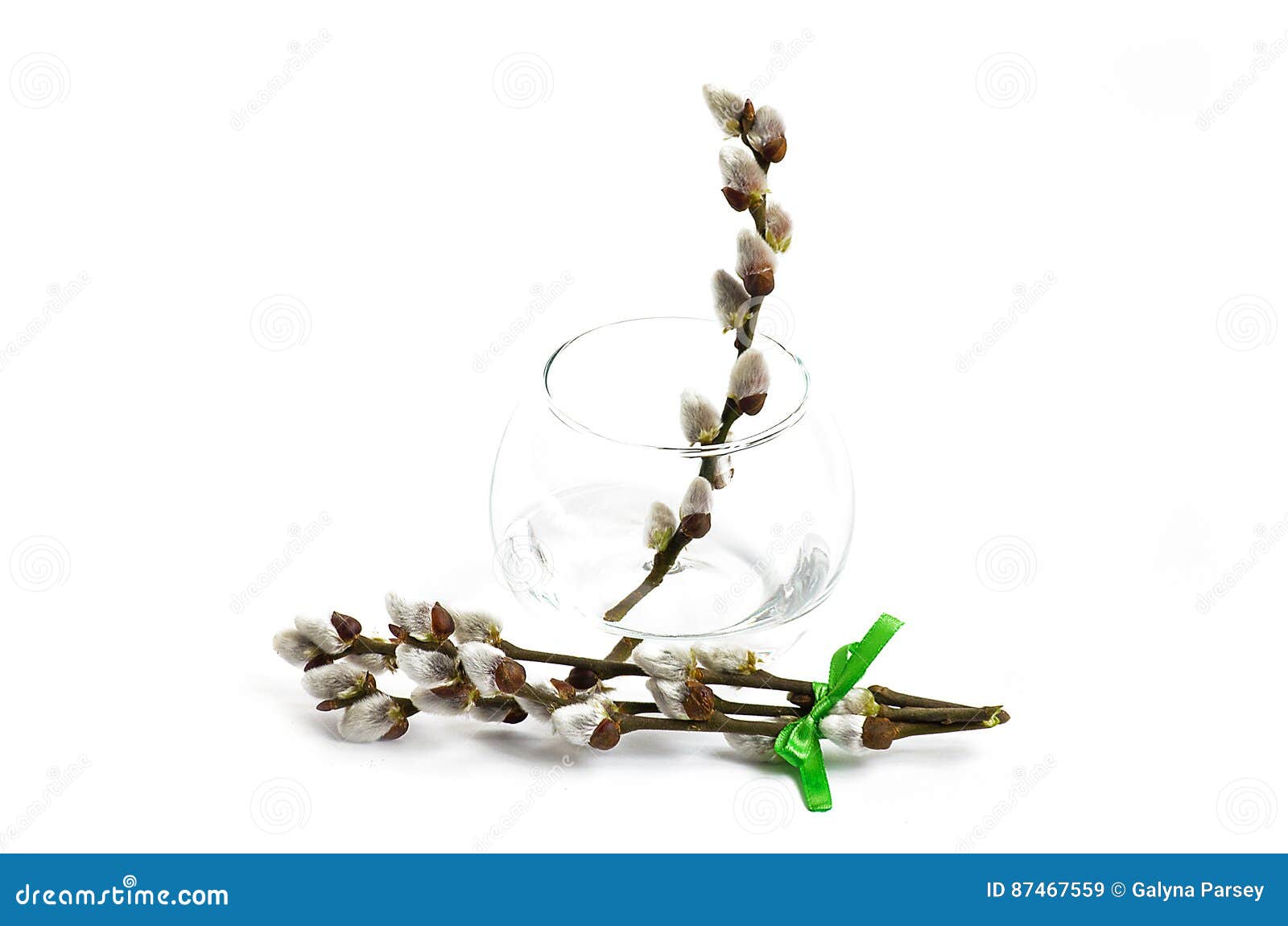 Spring Willow Branch on a White Background Stock Image - Image of ...
