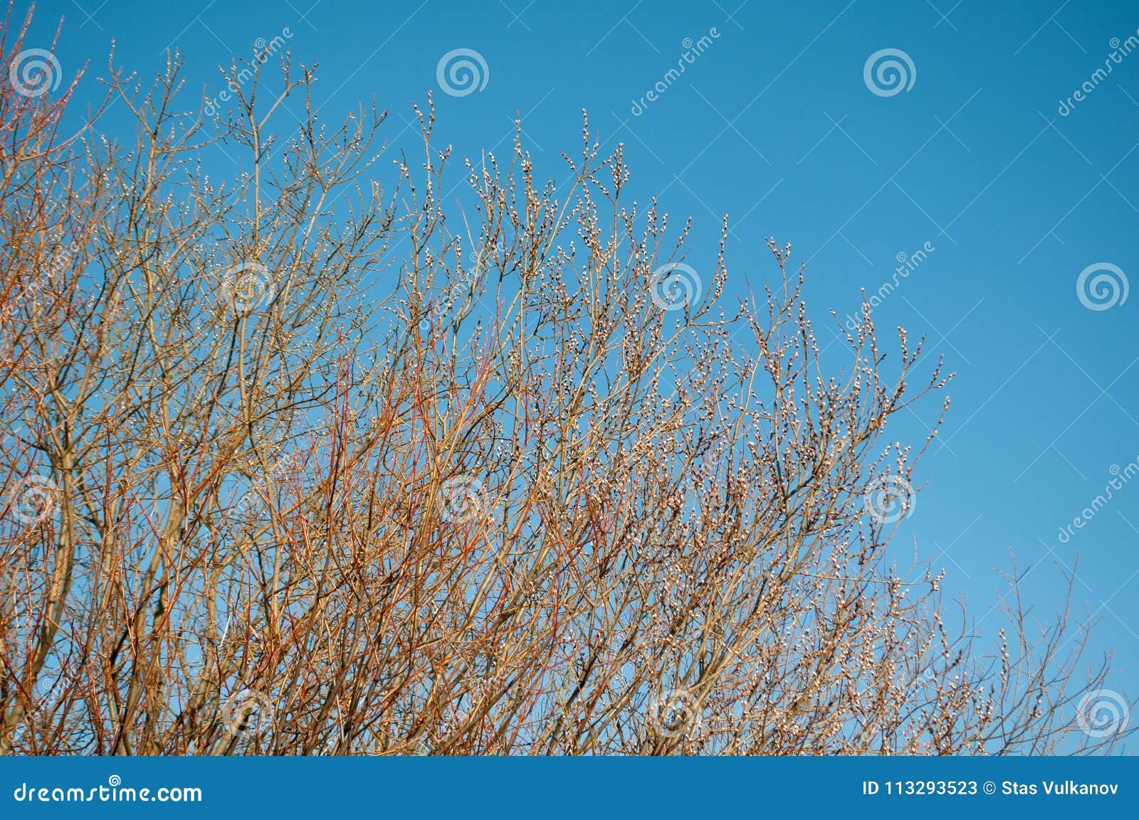 Spring Willow Branches in Bloom on Blue Sky Background, Stock Image ...