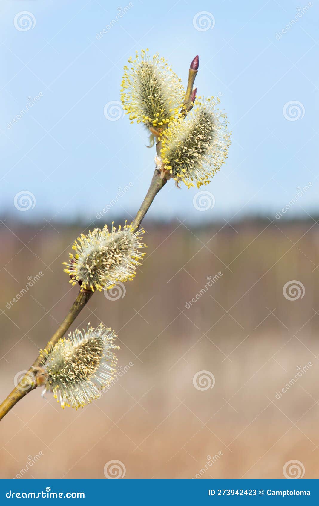 Spring Willow Branches Bright Yellow Flowers Stock Image - Image of ...