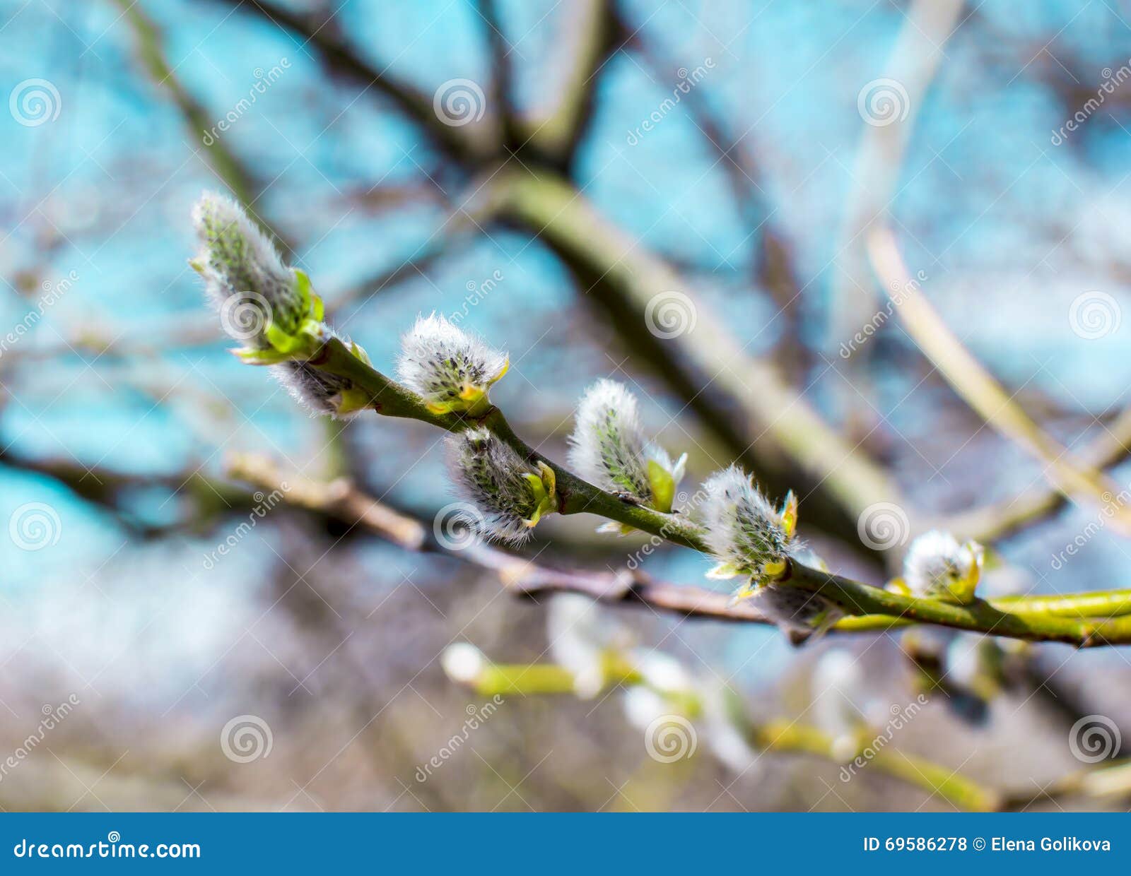 Spring Willow Branches with Fluffy Buds Stock Photo - Image of life ...