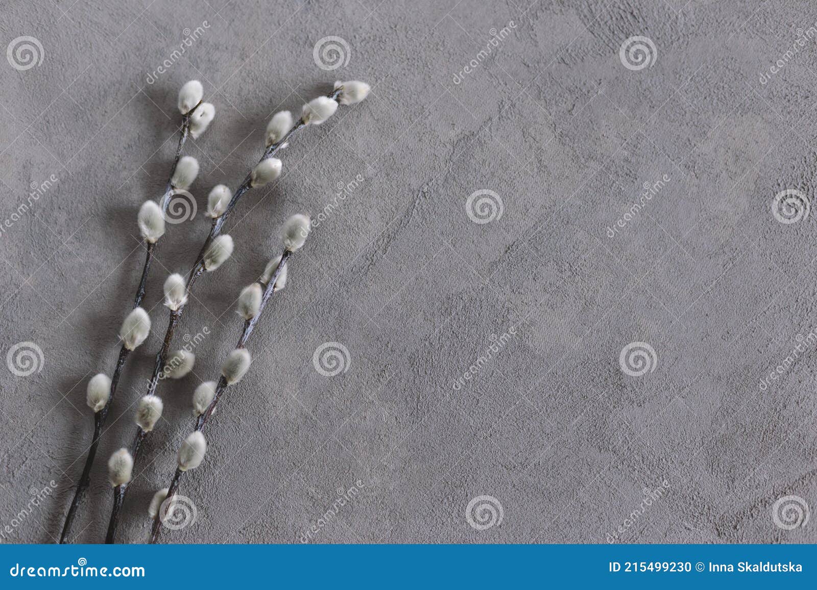 Spring Willow Branches on a Grey Background. Minimal Concept Stock ...
