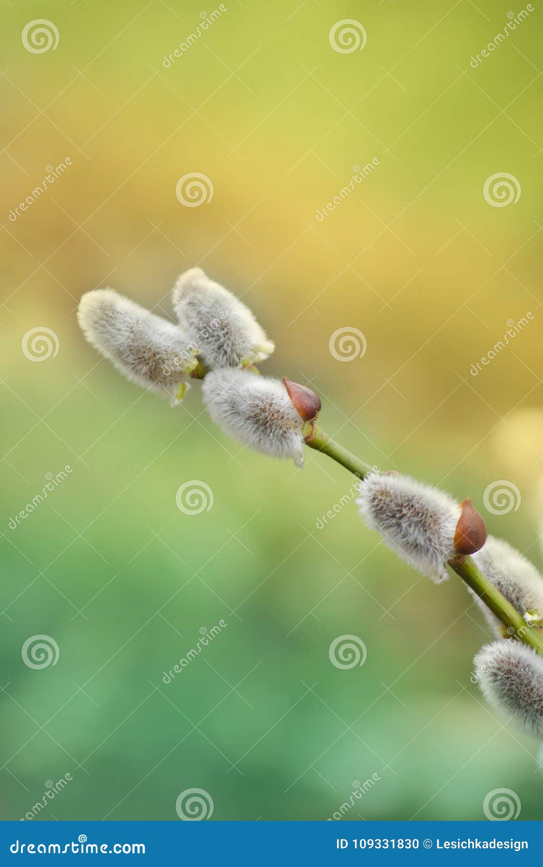 Spring Willow Tree. Willow Twigs with Catkins Stock Photo - Image of ...