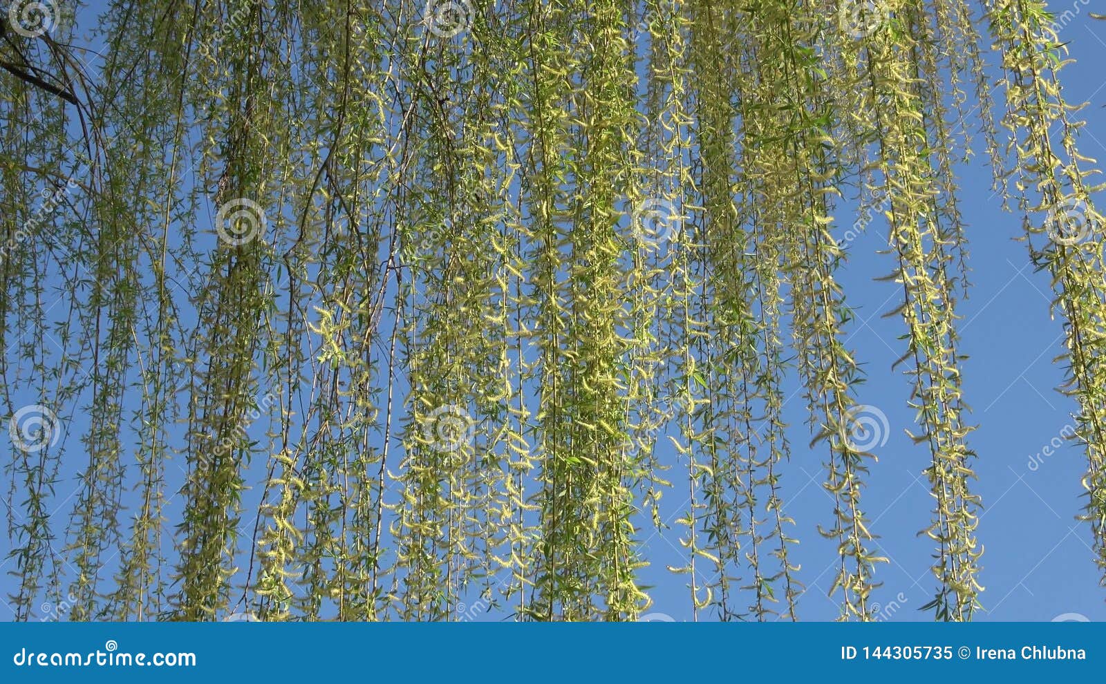 Spring Willow Branches. Spring Willow Tree in Bloom. Stock Video ...