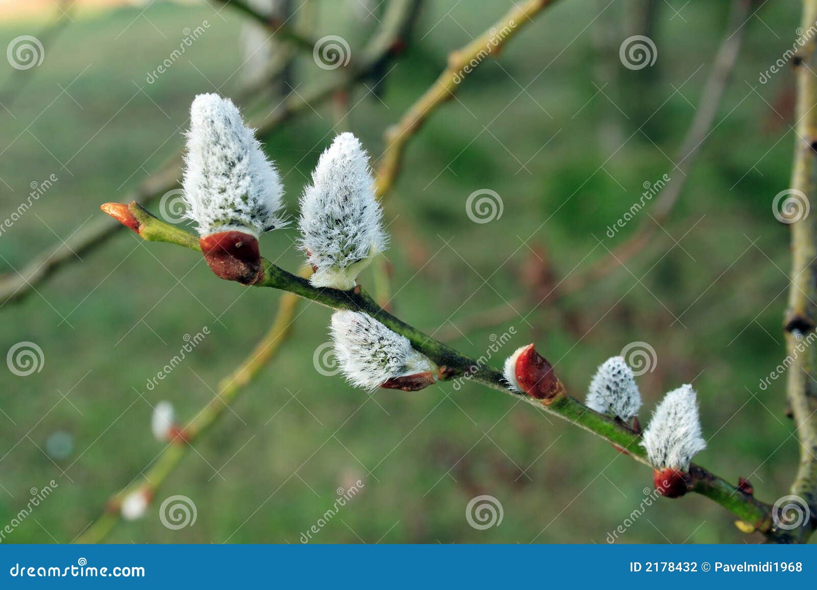 Spring willow catkins stock photo. Image of sallow, salix - 2178432