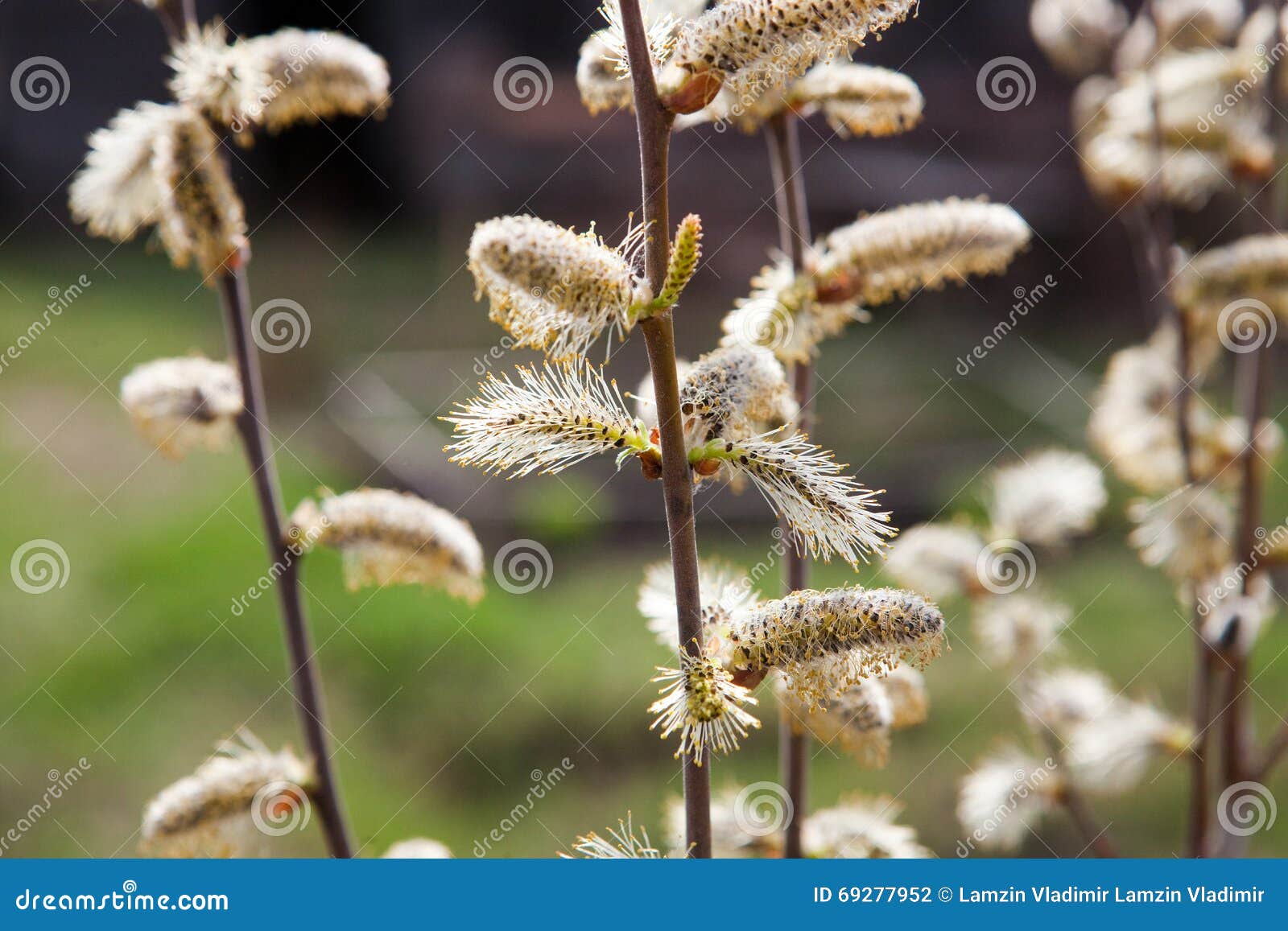 Spring, Willow Catkins Bloomed Stock Photo - Image of willow, velvet ...