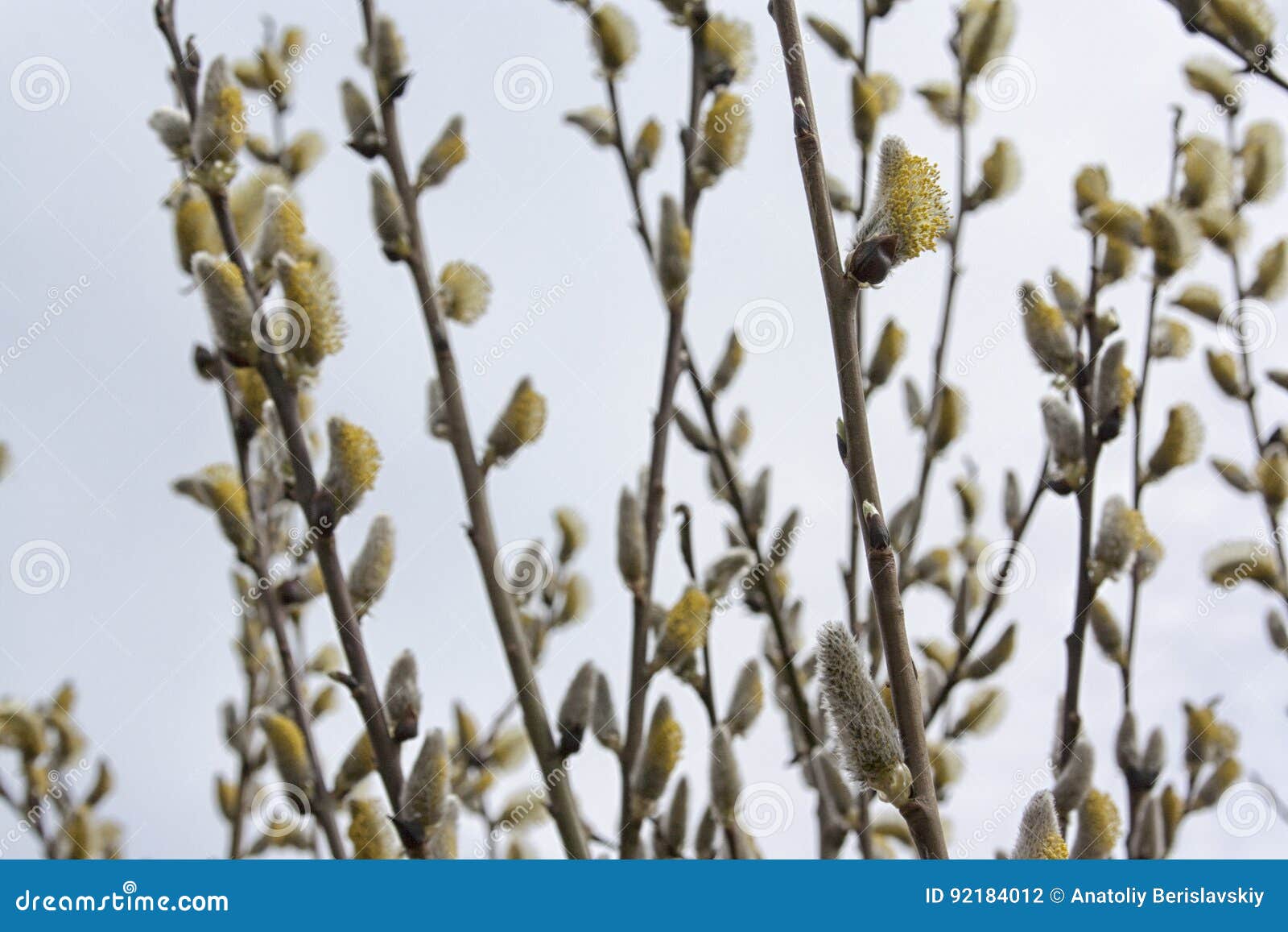 Spring Willow Catkins Branch in Blossom Stock Photo - Image of brown ...
