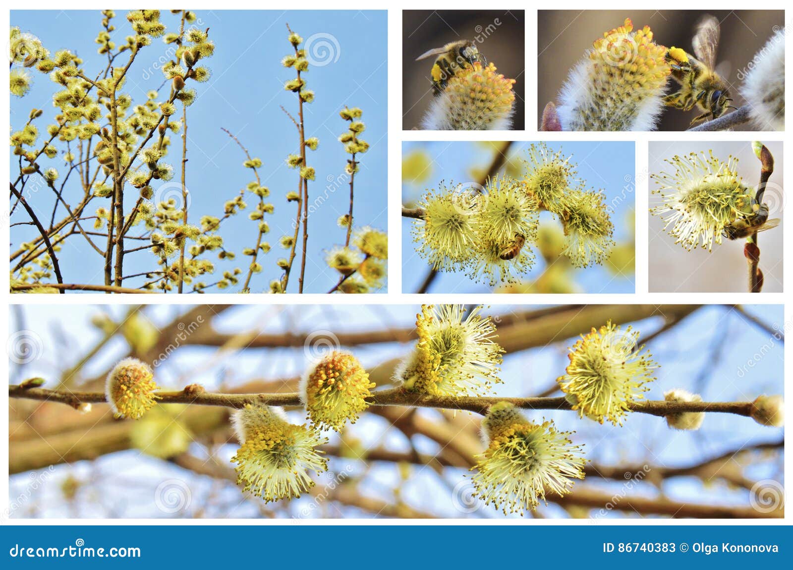 Spring willow collage stock image. Image of greeting - 86740383