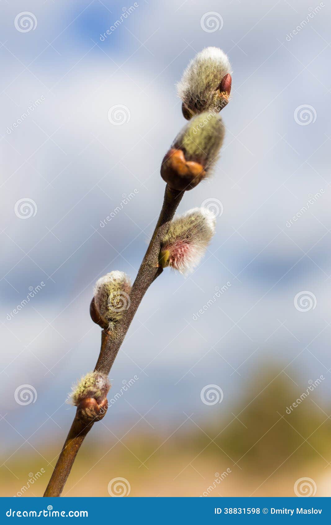 Spring willow stock photo. Image of growth, willow, nature - 38831598