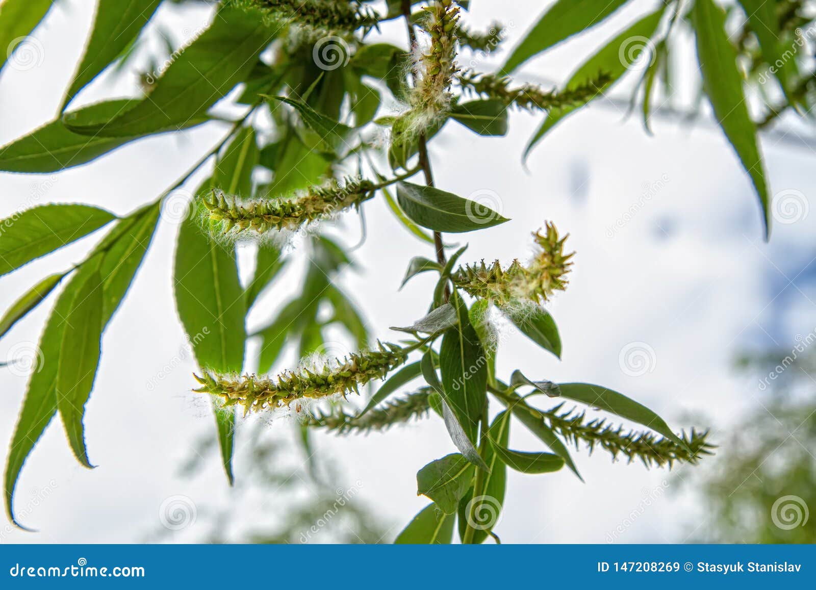 Spring willow fluff stock image. Image of fluff, bush - 147208269