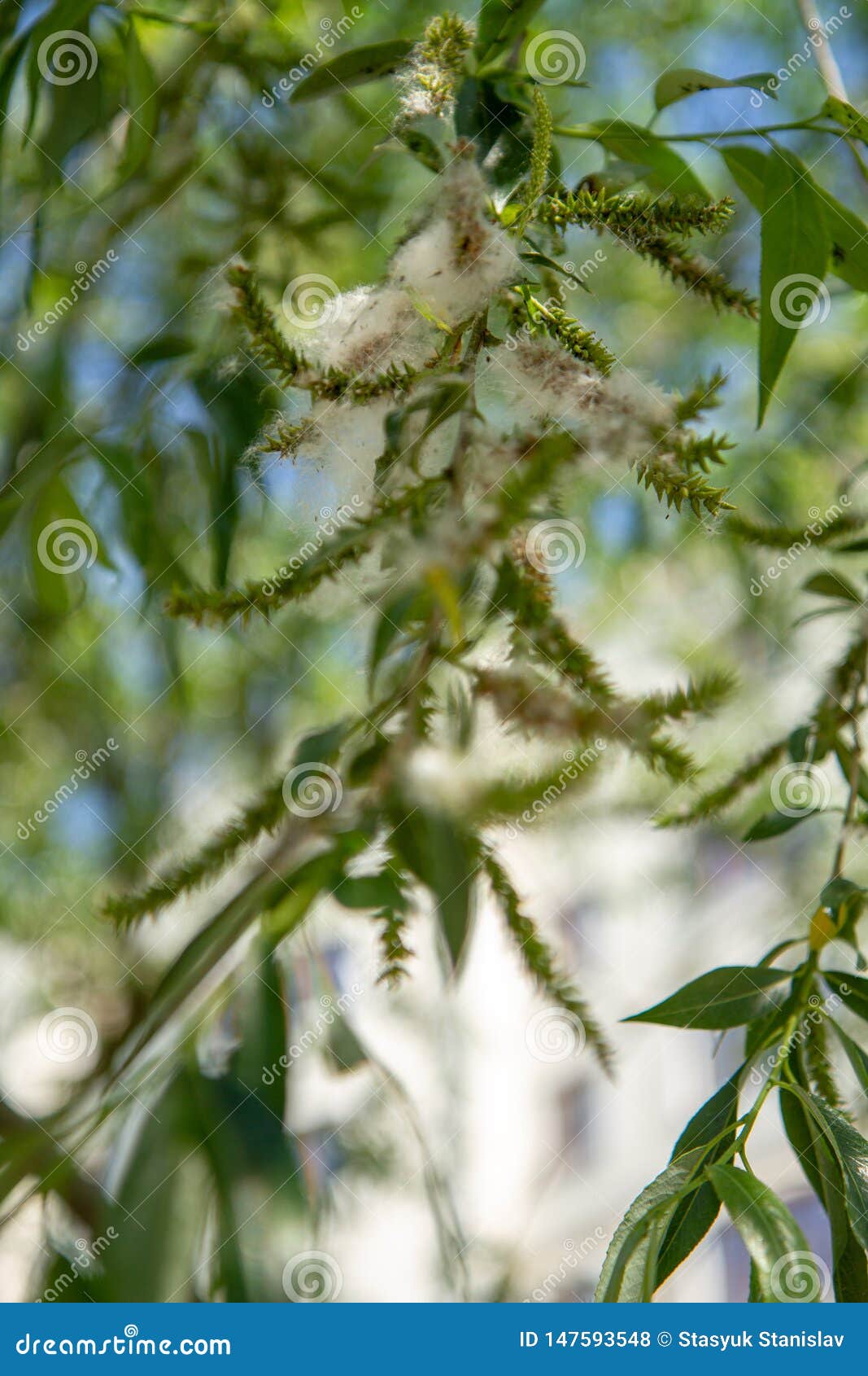 Spring willow fluff stock photo. Image of blossom, outdoor - 147593548