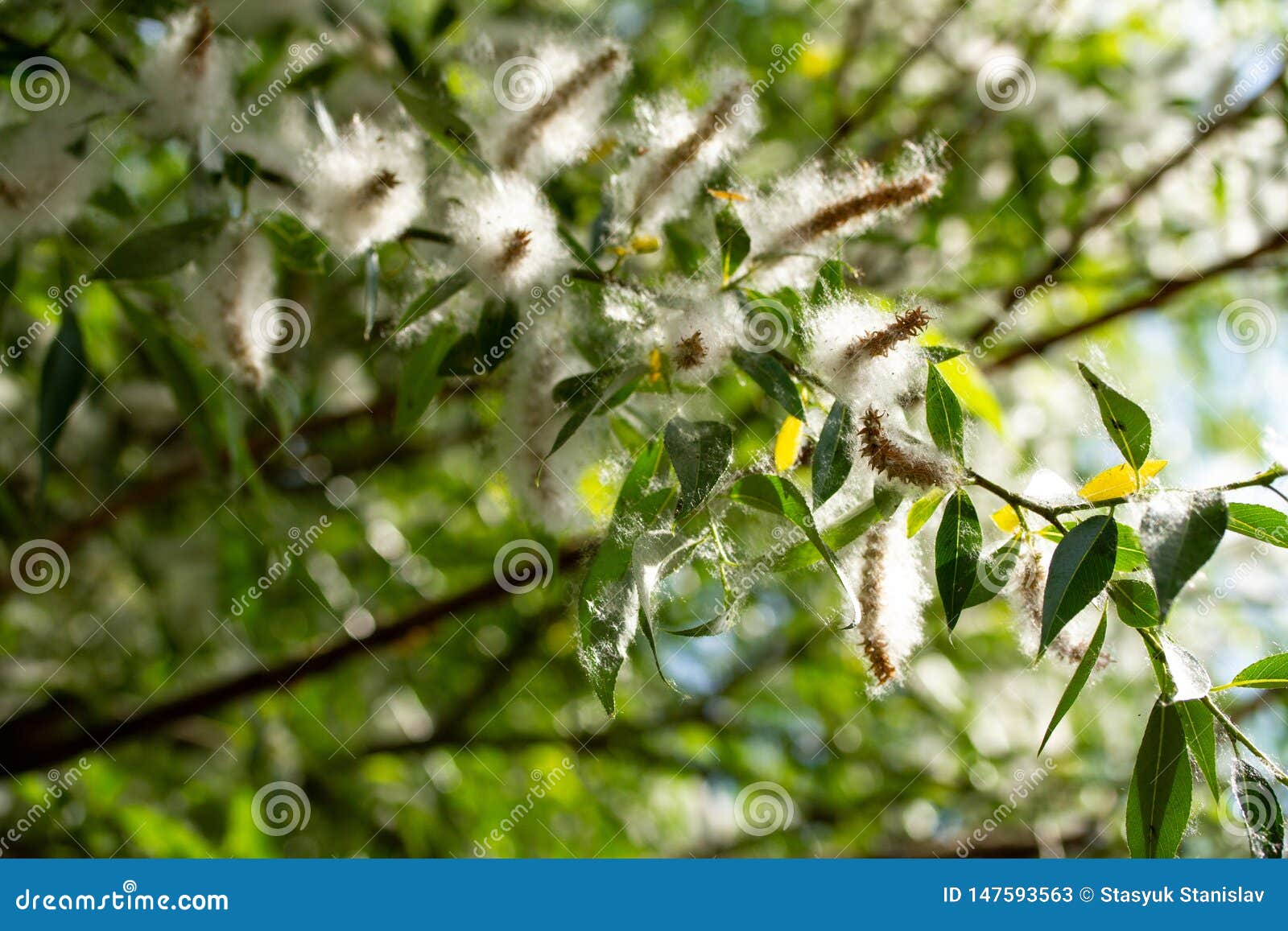 Spring willow fluff stock image. Image of seeds, closeup - 147593563
