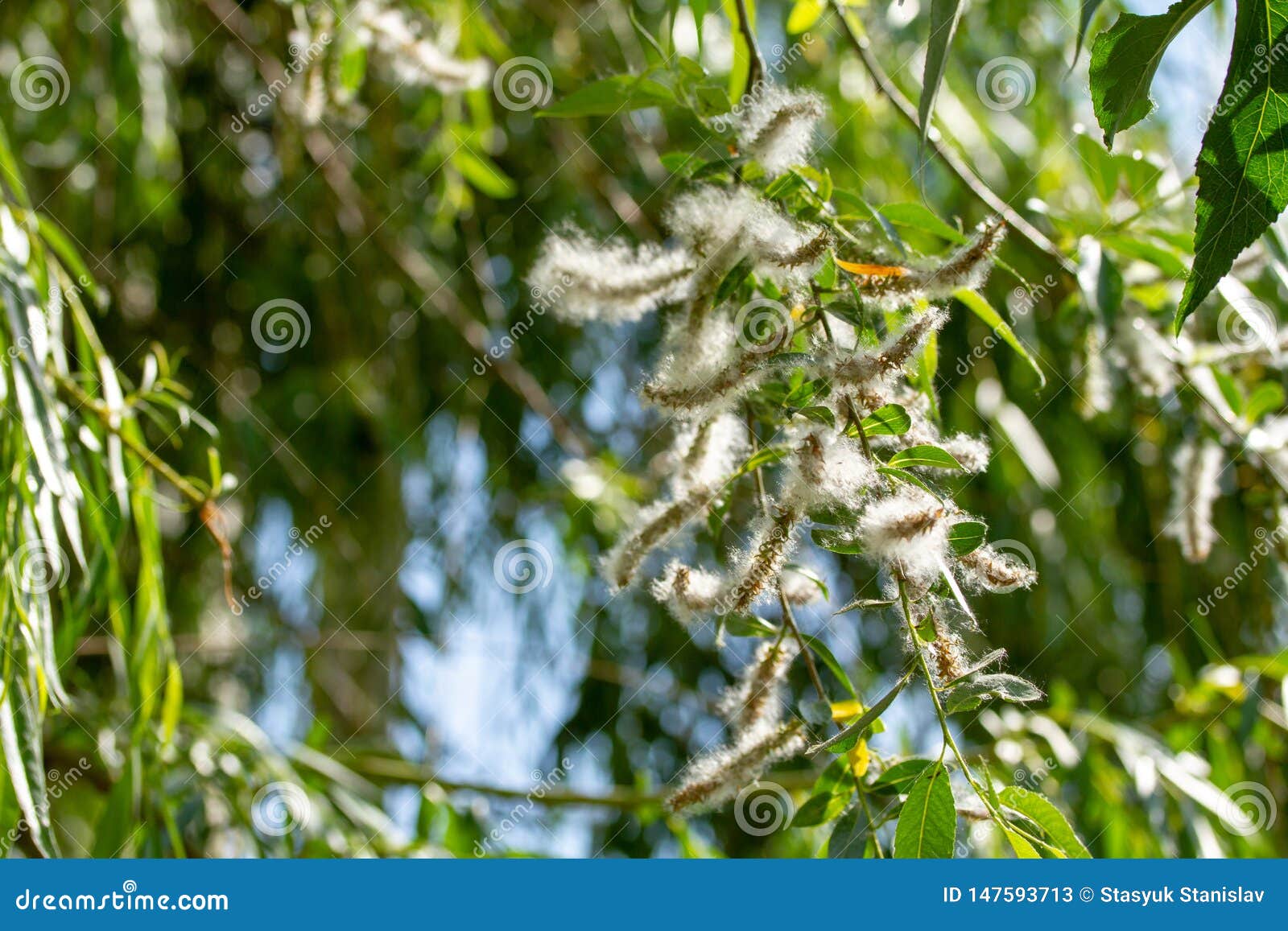 Spring willow fluff stock image. Image of forest, leaves - 147593713